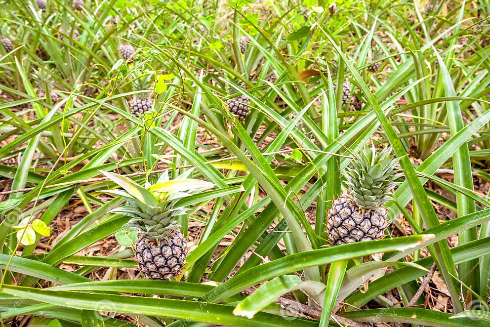 Pineapple fields stock photo. Image of country, meadow - 59927022