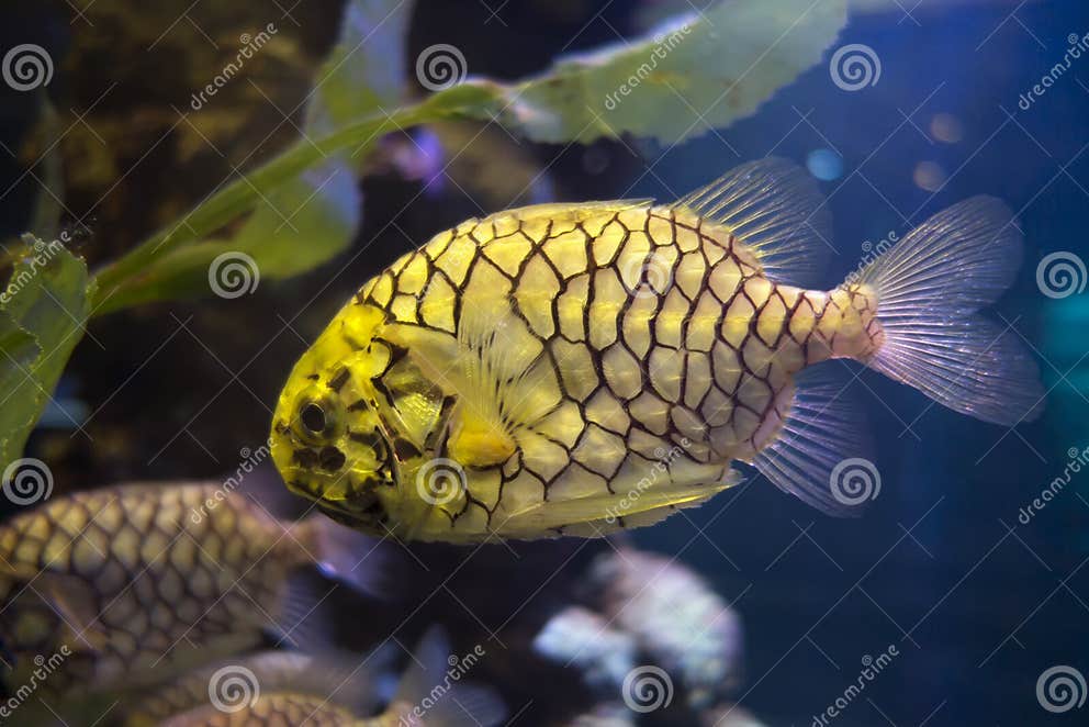 Pineapple fish stock image. Image of ocean, deep, fishes - 62619621