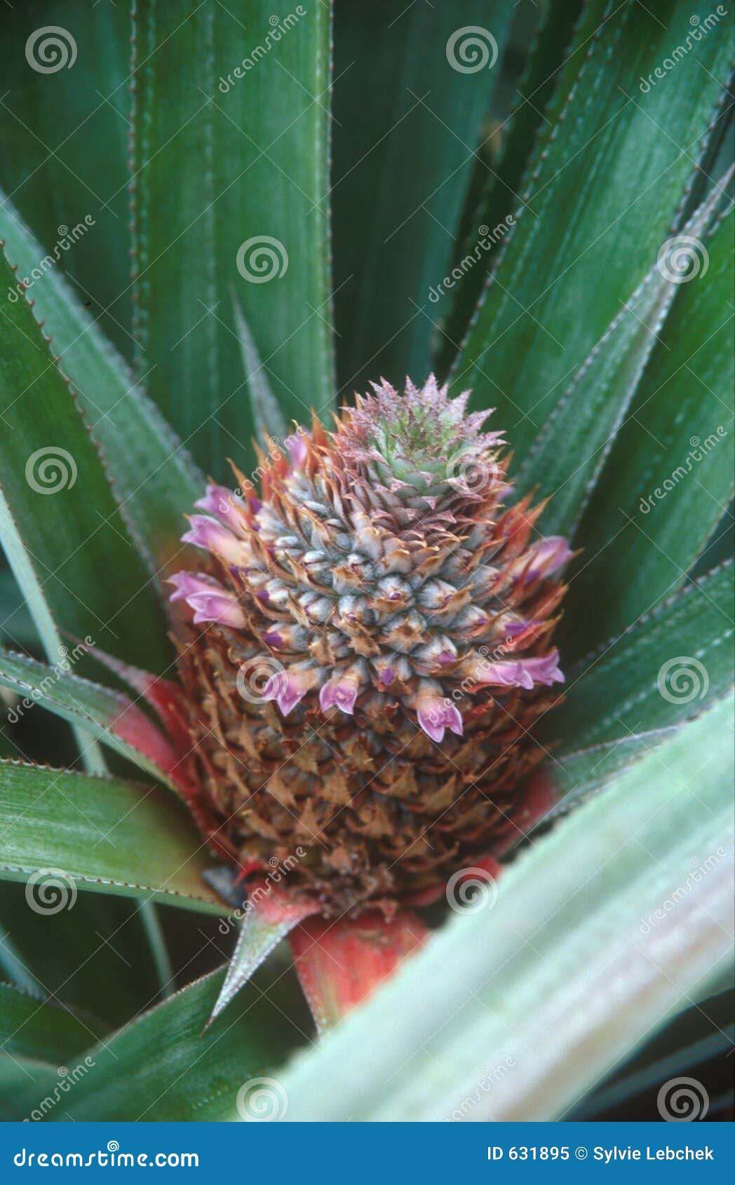 Pineapple flower stock image. Image of growing, fresh, nature - 631895