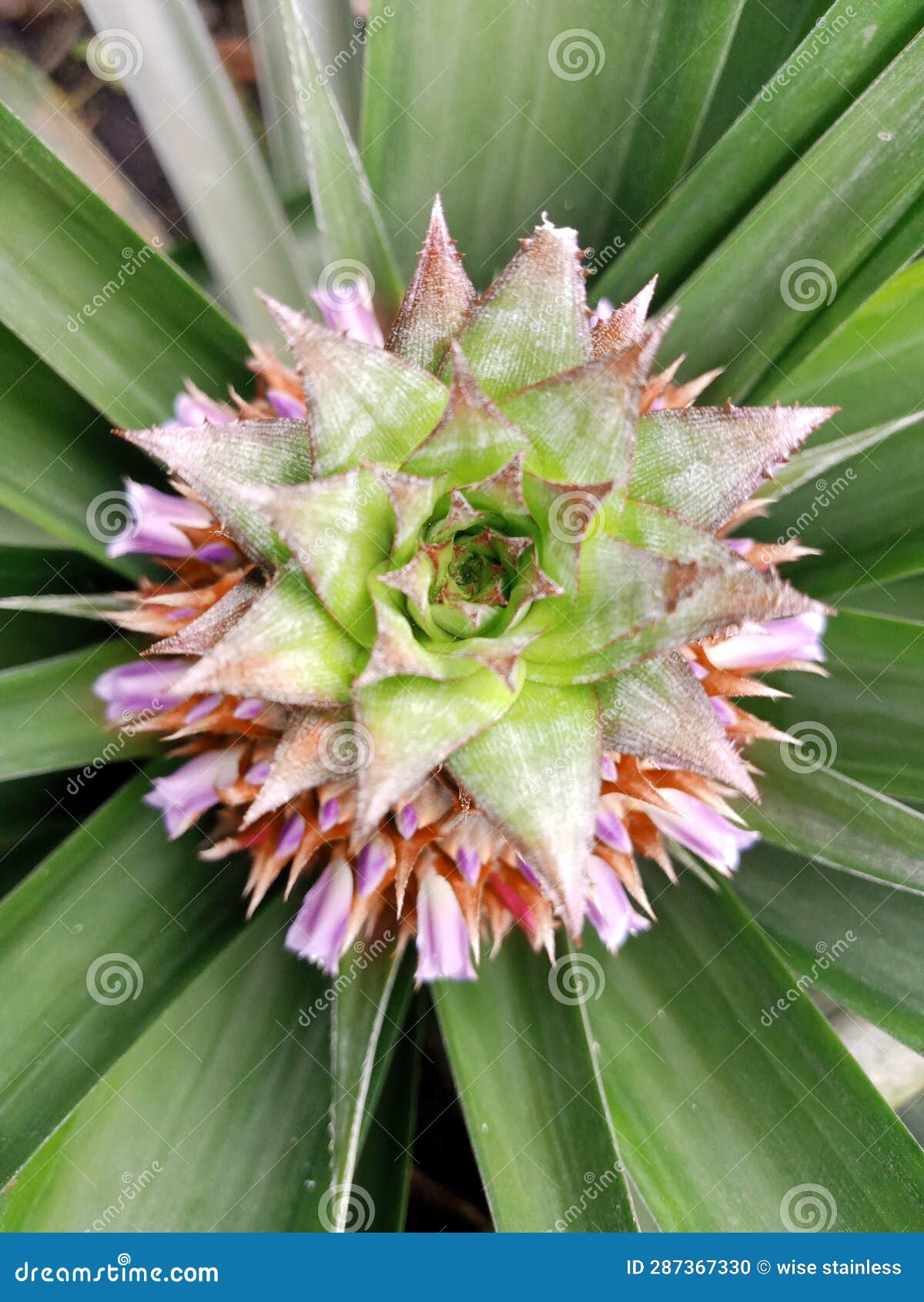 Pineapple Flowers Beautifulness Nature Light Stock Photo - Image of ...