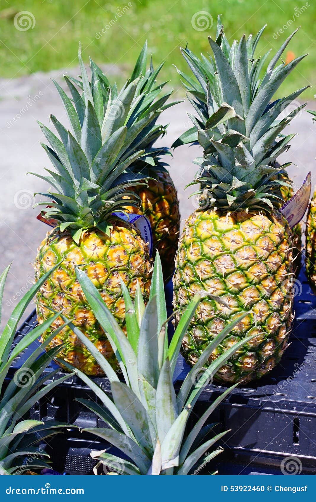 Pineapple stock photo. Image of cocking, green, flavor - 53922460