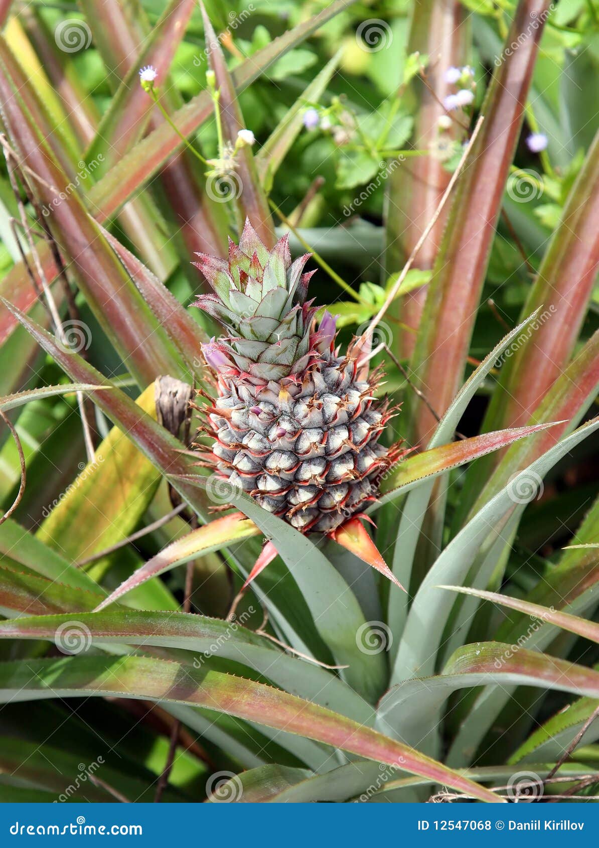 Pineapple Fruit on the Bush Stock Photo - Image of exotic, growth: 12547068