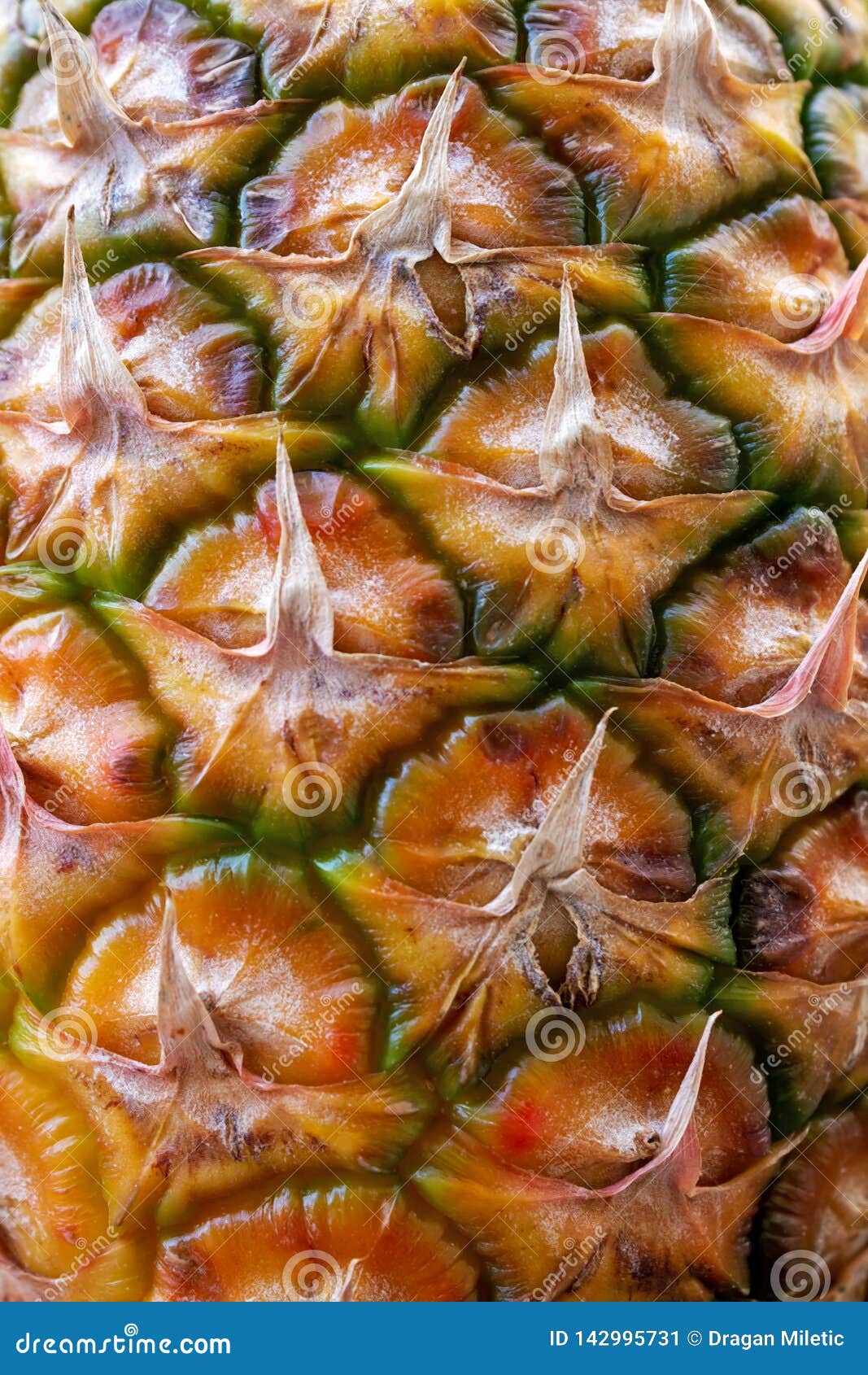 Pineapple fruit close-up stock image. Image of color - 142995731