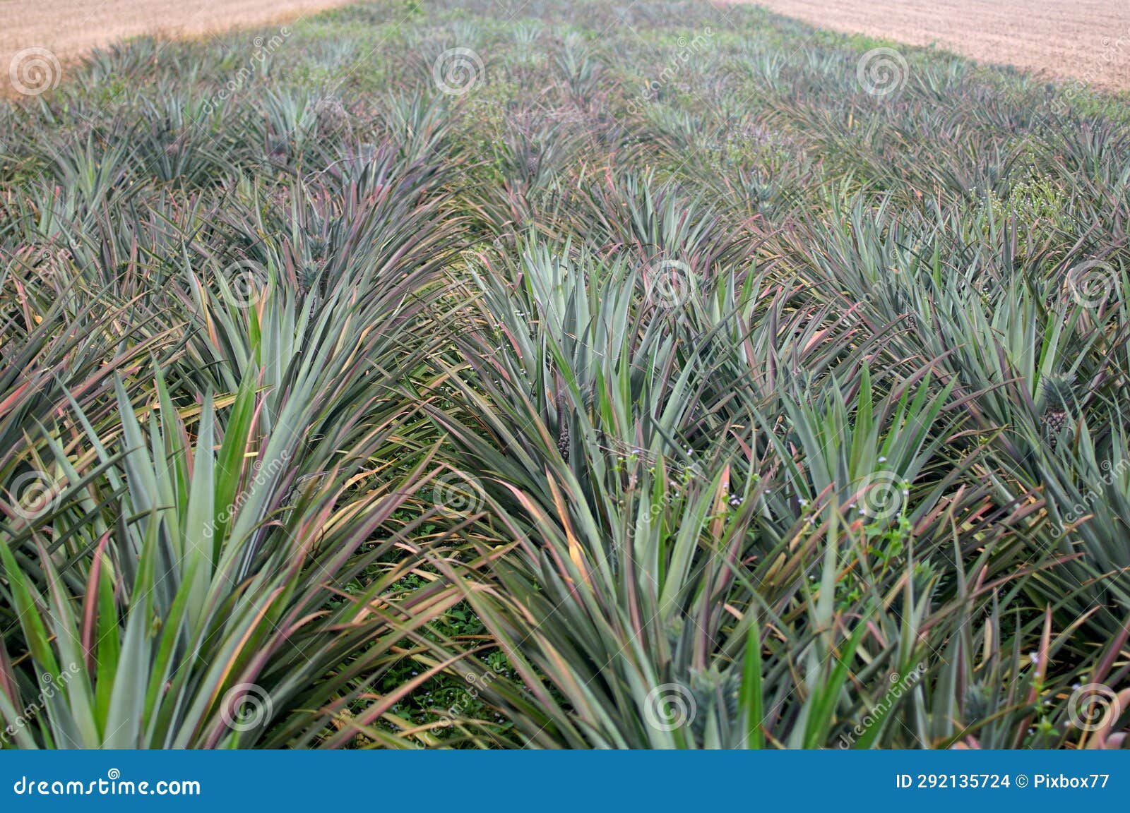 Pineapple Fruit Farm, Agriculture Background Stock Photo - Image of ...