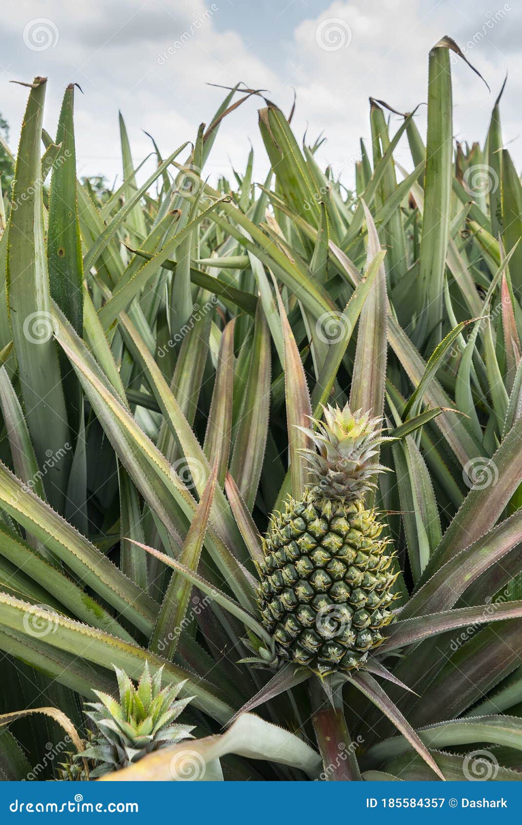 Pineapple Fruit on the Farm Stock Image - Image of fruit, grower: 185584357