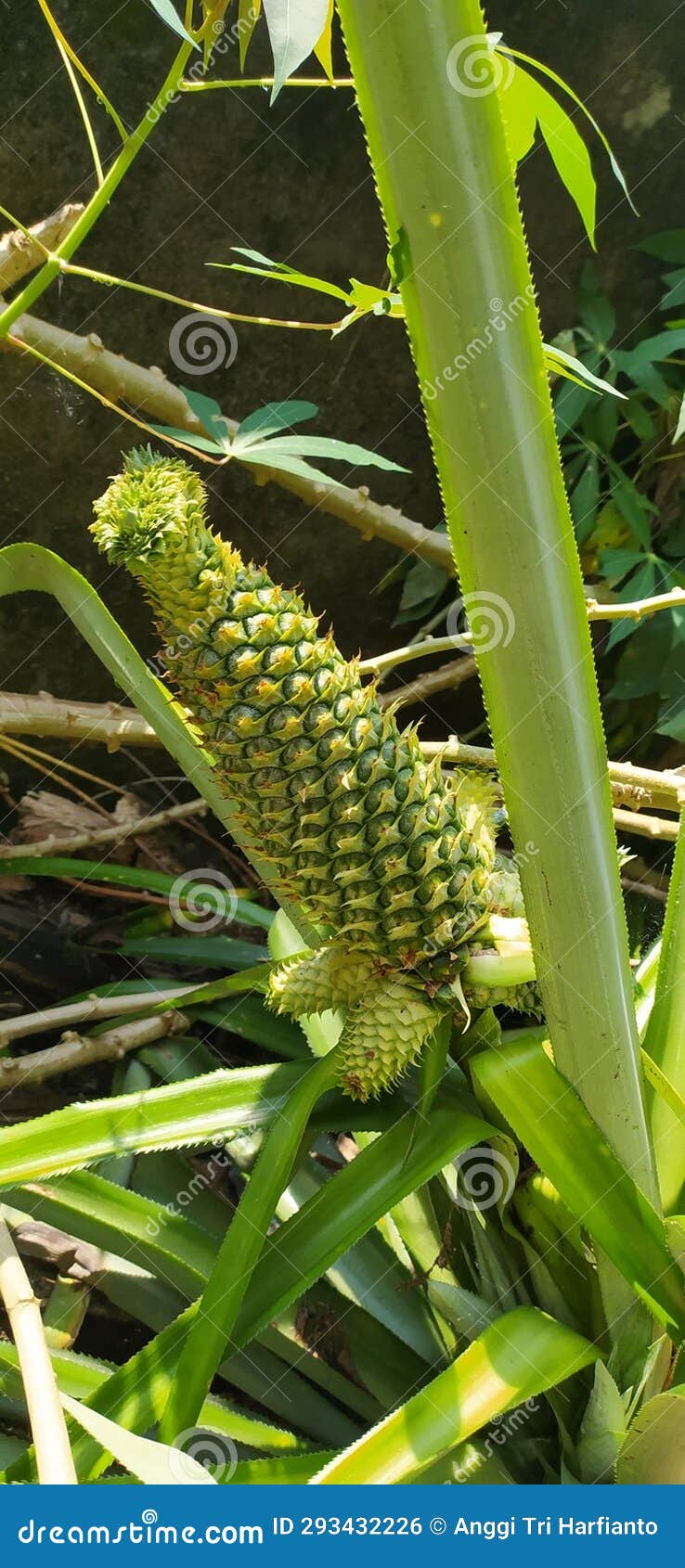 Pineapple Fruit Gives Birth Stock Photo - Image of branching, green ...