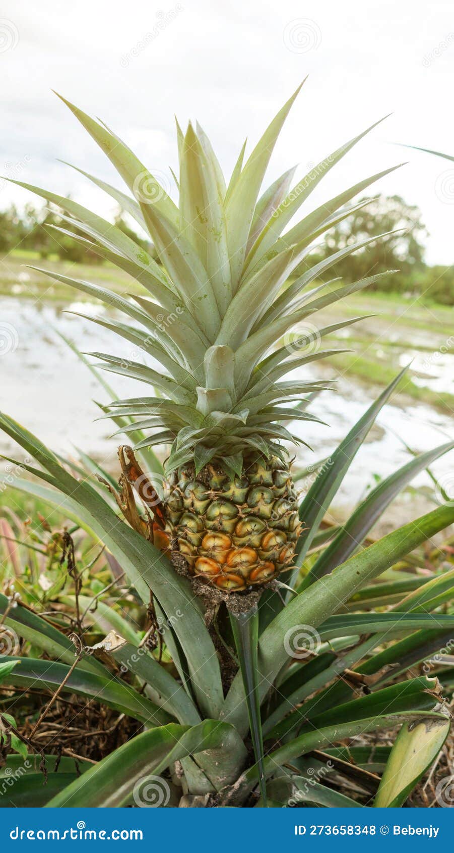 Pineapple Fruit Plant in an Orchard Stock Photo - Image of growth ...