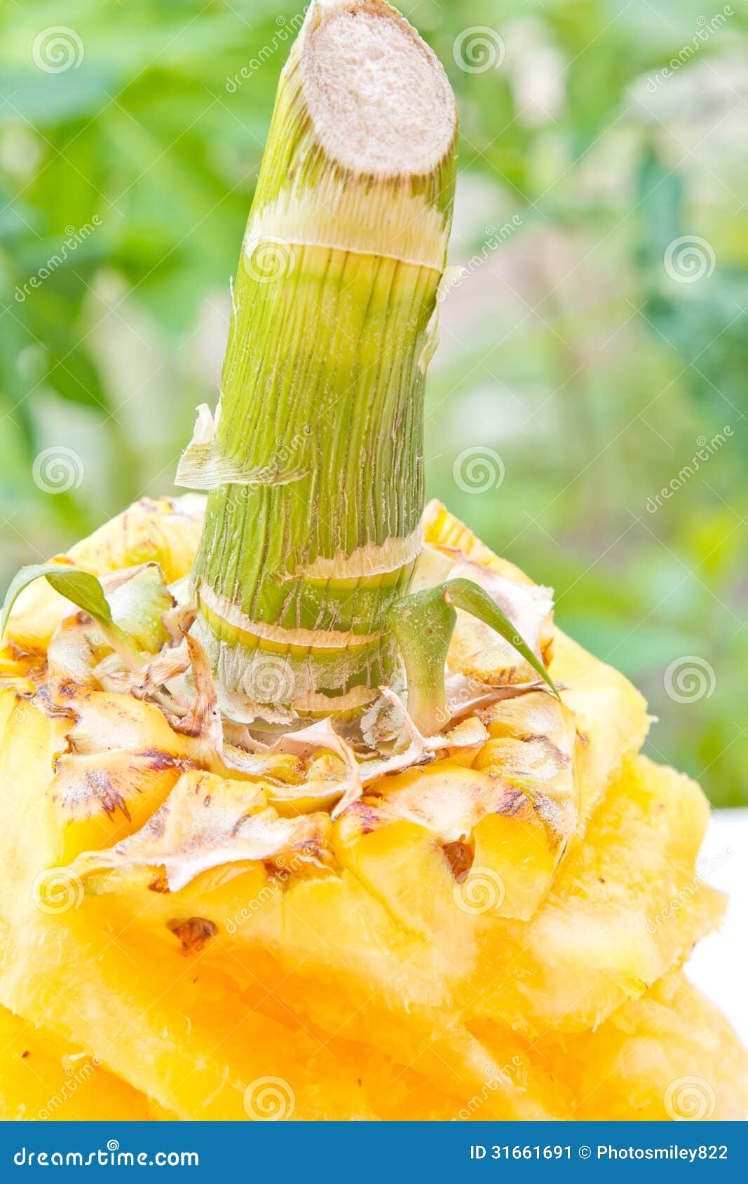 Pineapple fruit stock image. Image of color, yellow, food - 31661691