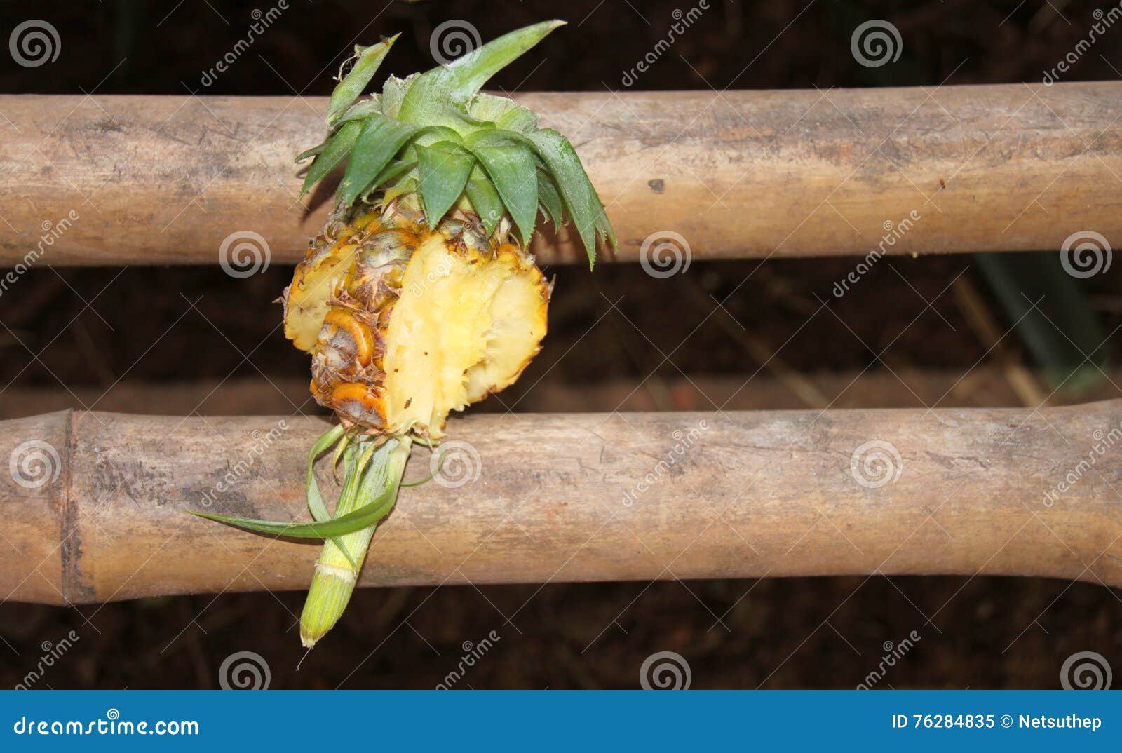 Pineapple fruit stock image. Image of juicy, plant, nature - 76284835