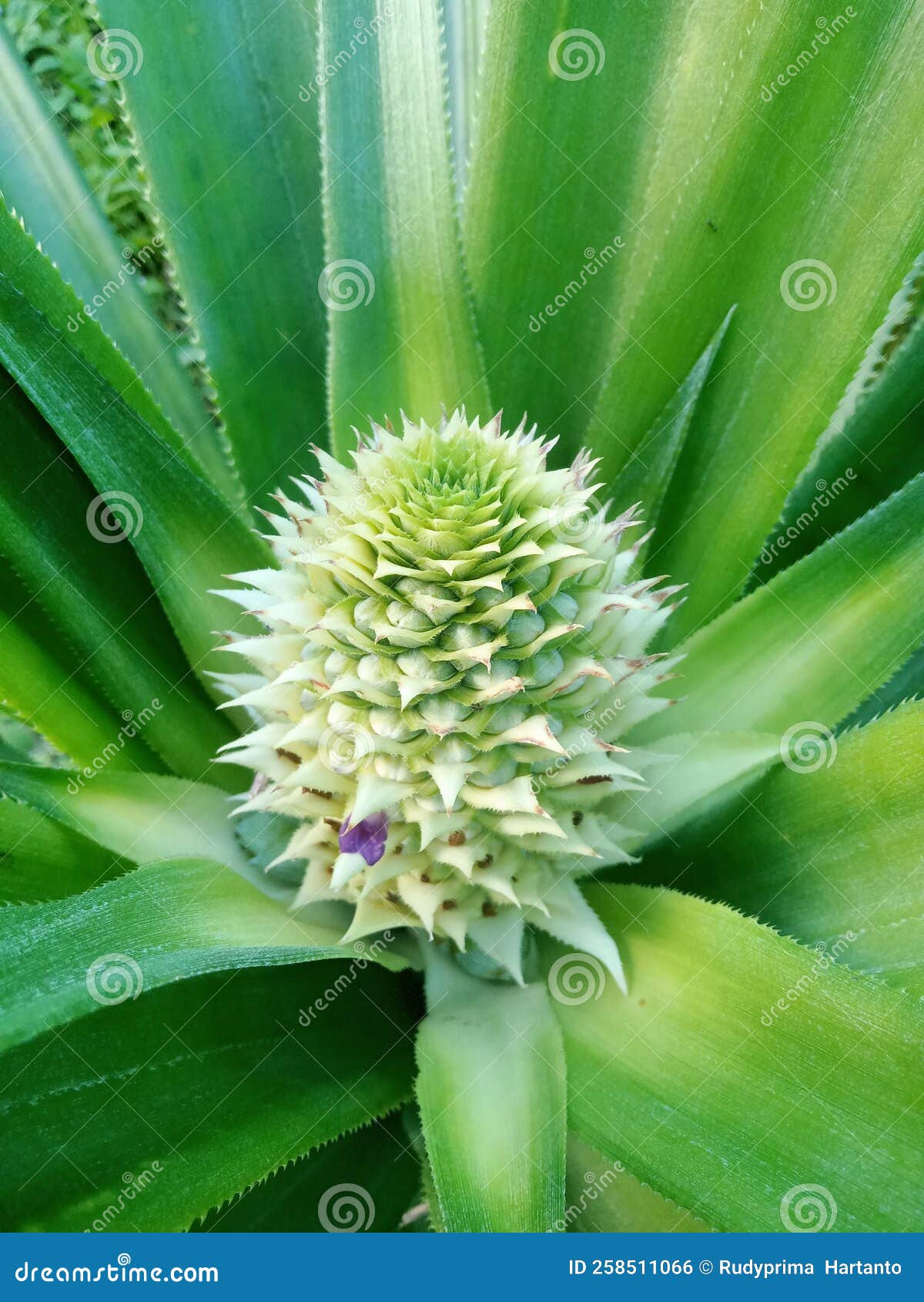 Young Boy Looks Through Microscope Royalty-Free Stock Photo ...