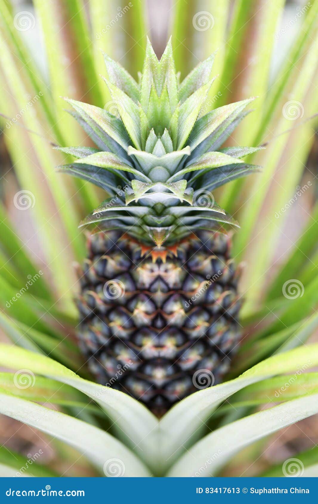 Pineapple fruit on tree stock image. Image of nature - 83417613