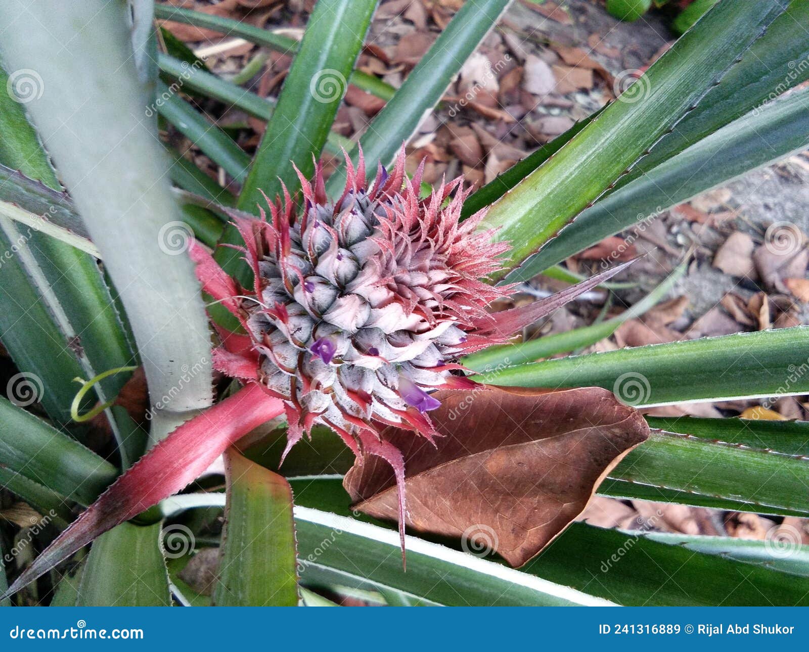 Pineapple fruit tree stock image. Image of nature, wildflower - 241316889