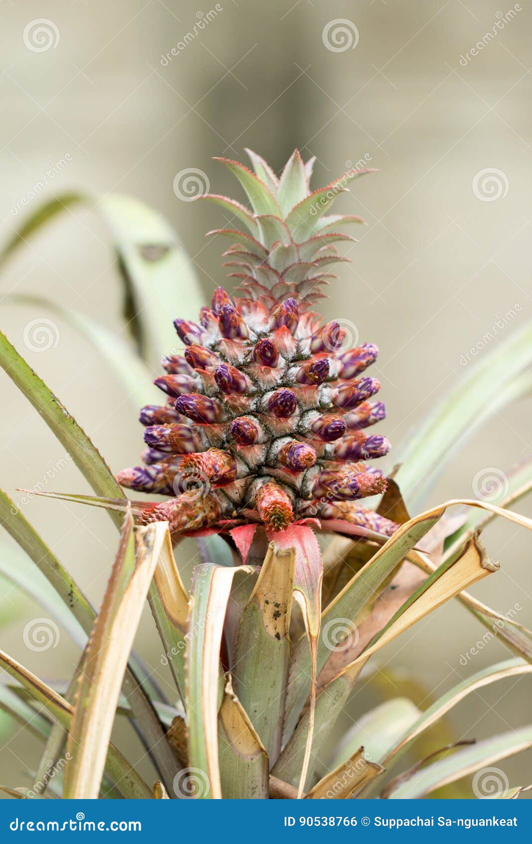 Pineapple in the Garden on the Tree Stock Photo - Image of fruit, field ...