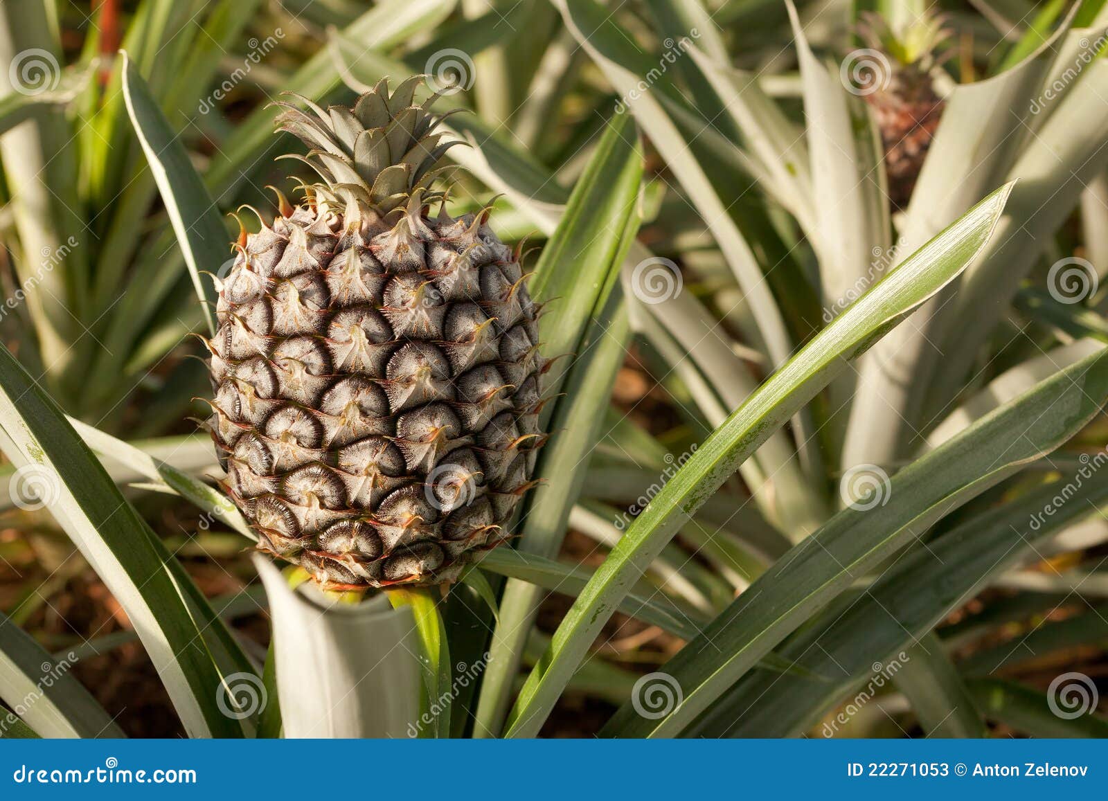 Pineapple growing stock image. Image of healthy, process - 22271053
