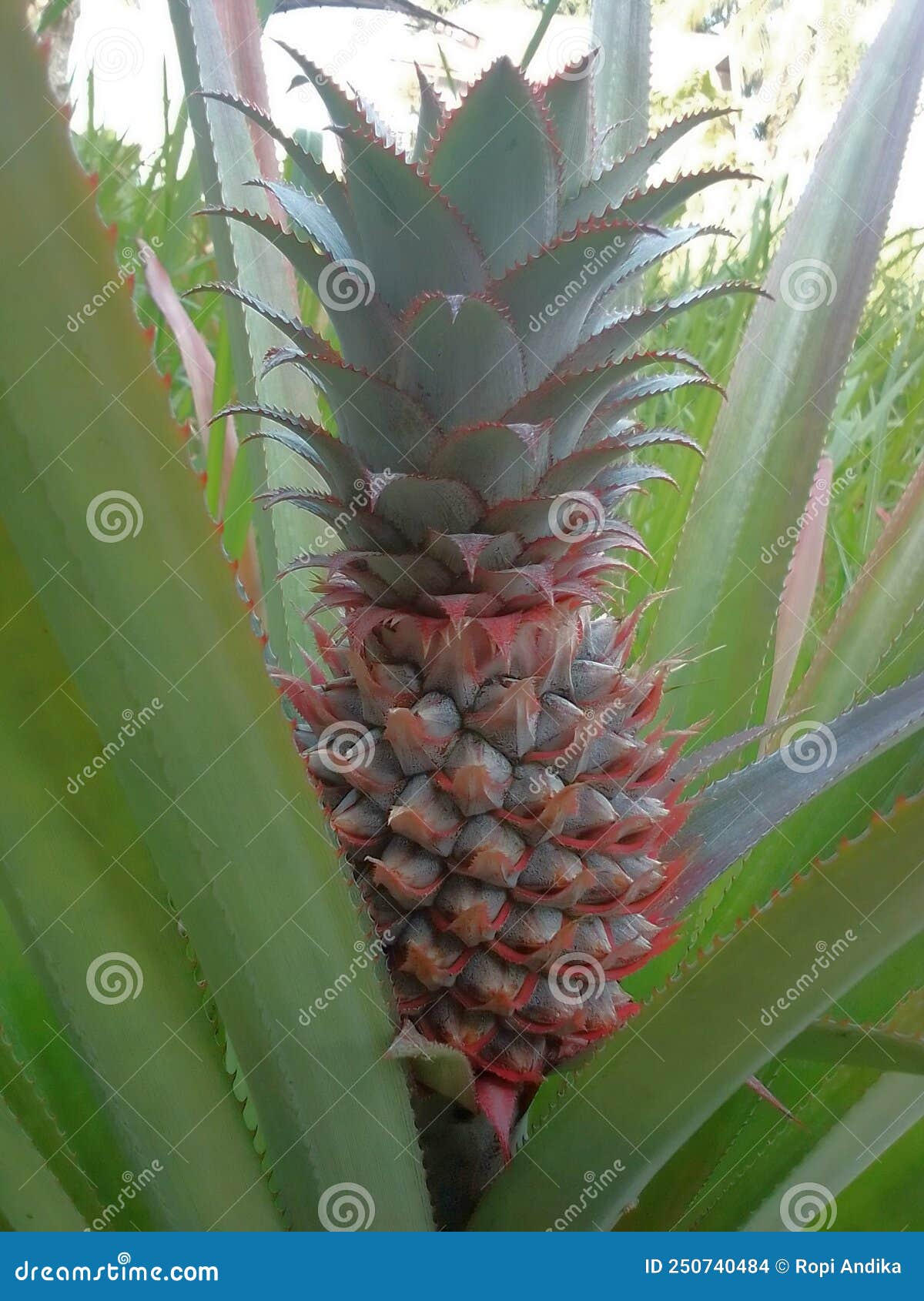 Pineapple Growing in the Bush Stock Photo - Image of pineapple, fruit ...