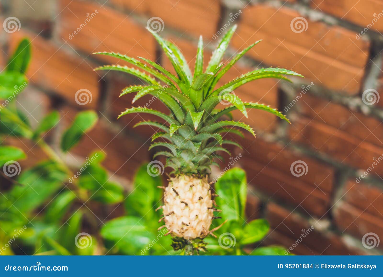 Pineapple Growing in a Farm Stock Photo - Image of growth, mountaim ...
