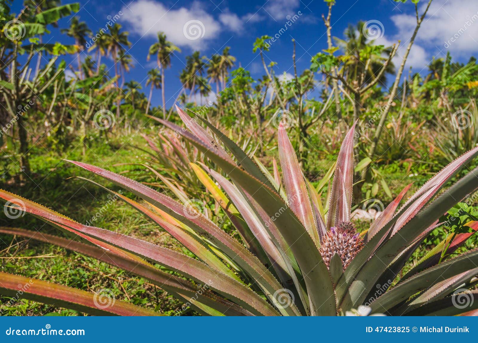 Tonga Agriculture Stock Photos - Free & Royalty-Free Stock Photos from ...