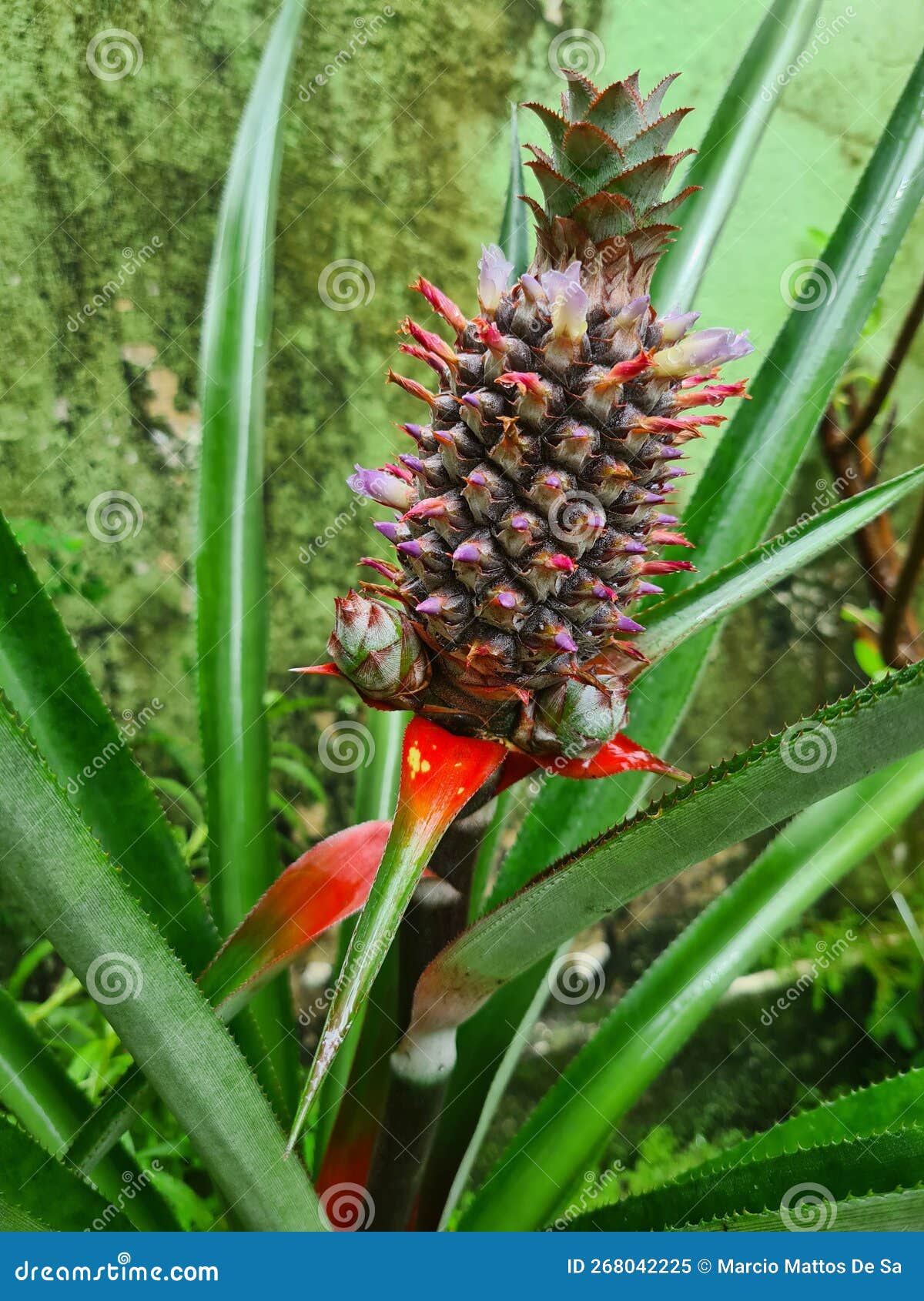 A Pineapple Grows during Summer. Stock Image - Image of beautiful ...