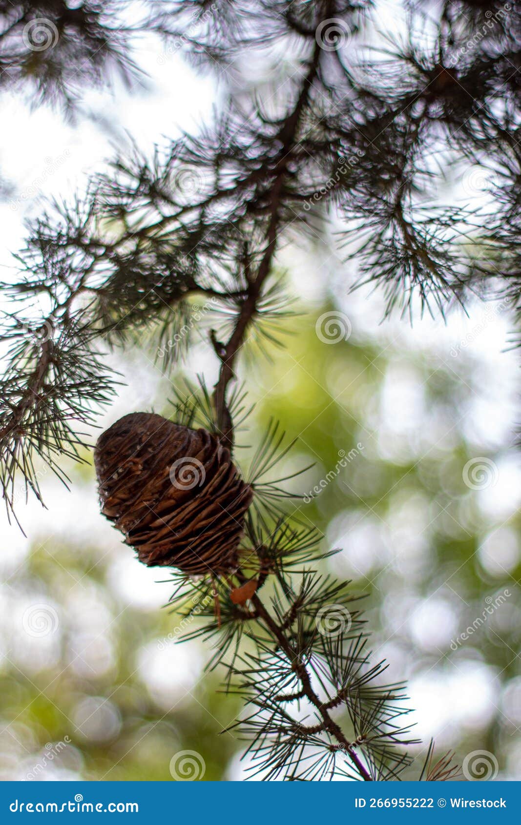 Pineapple Hanging from the Branch of a Pine Tree. Stock Photo - Image ...