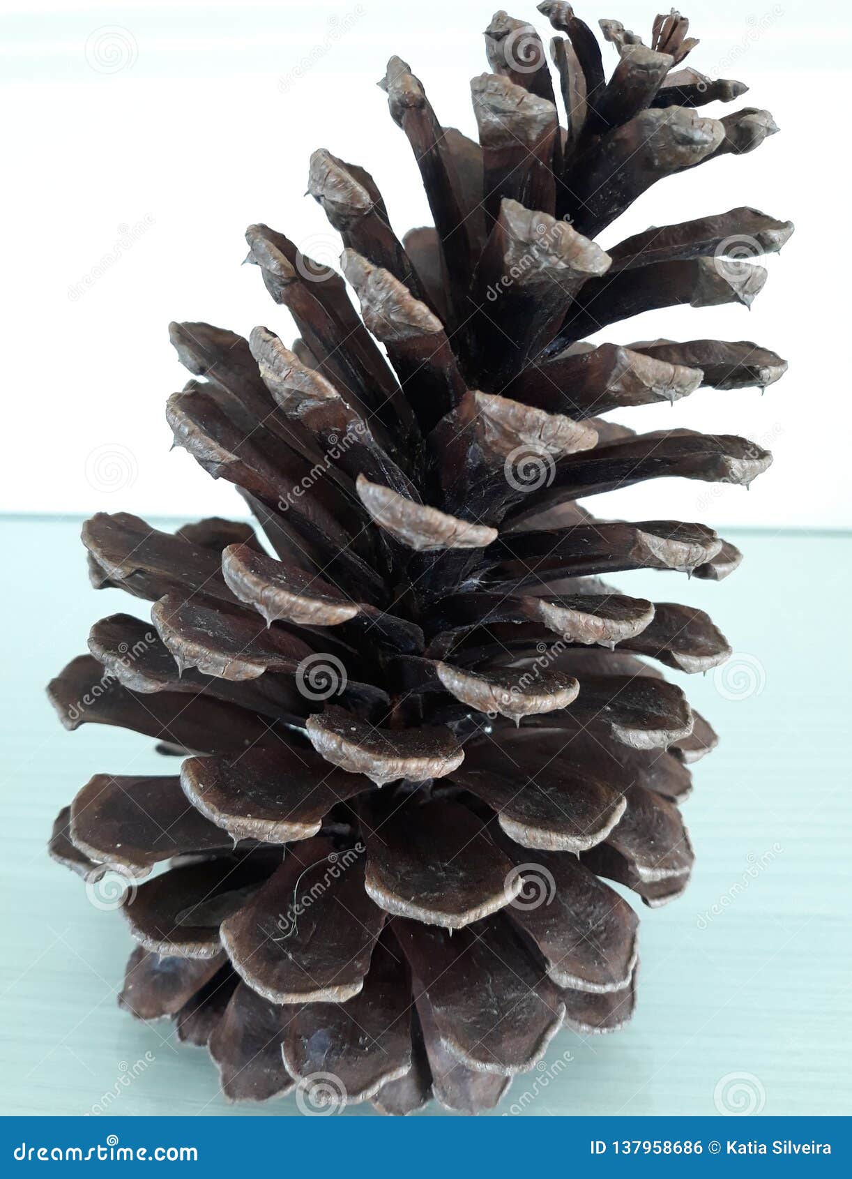 Pine cone stock photo. Image of pineapple, close, detail - 137958686