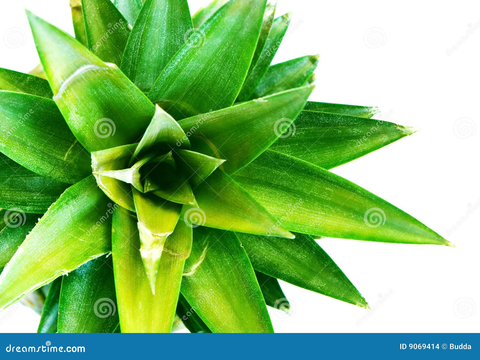 Pineapple leaves stock photo. Image of food, leaves, fitness - 9069414