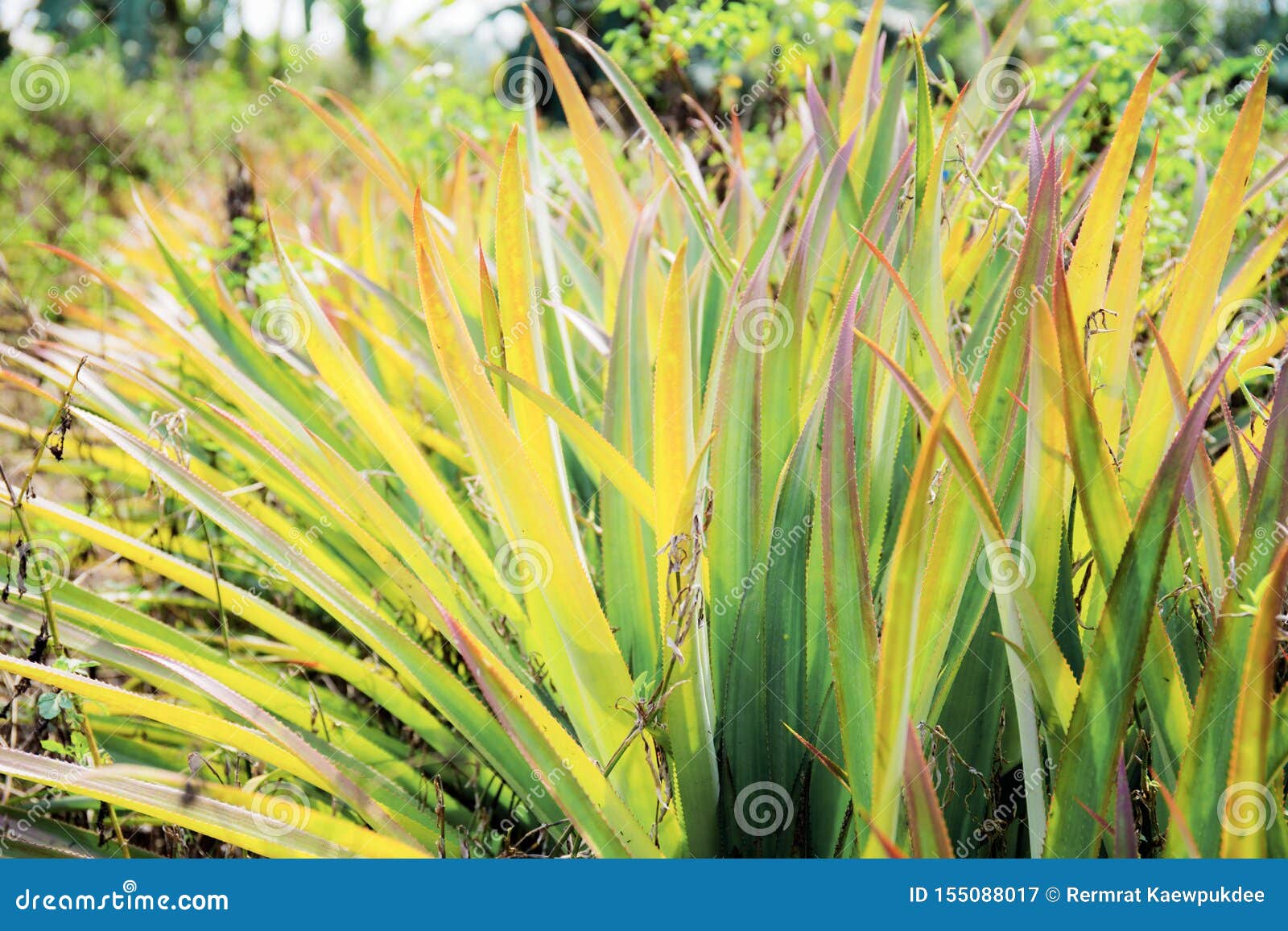 Pineapple Leaves on Tree in Farm Stock Image - Image of exotic, ananas ...
