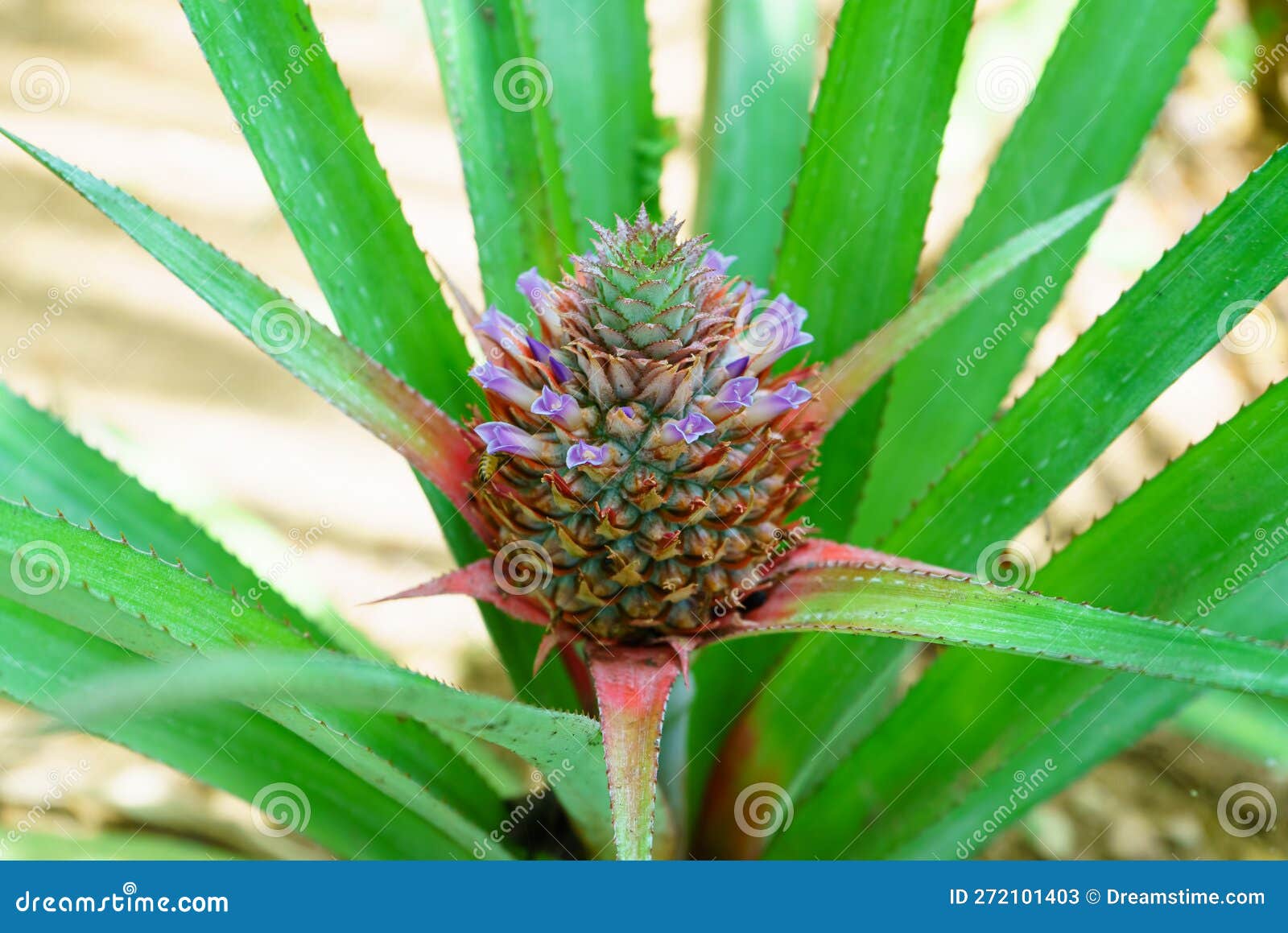 Pineapple in the Middle Stage of Growth Stock Image - Image of ...