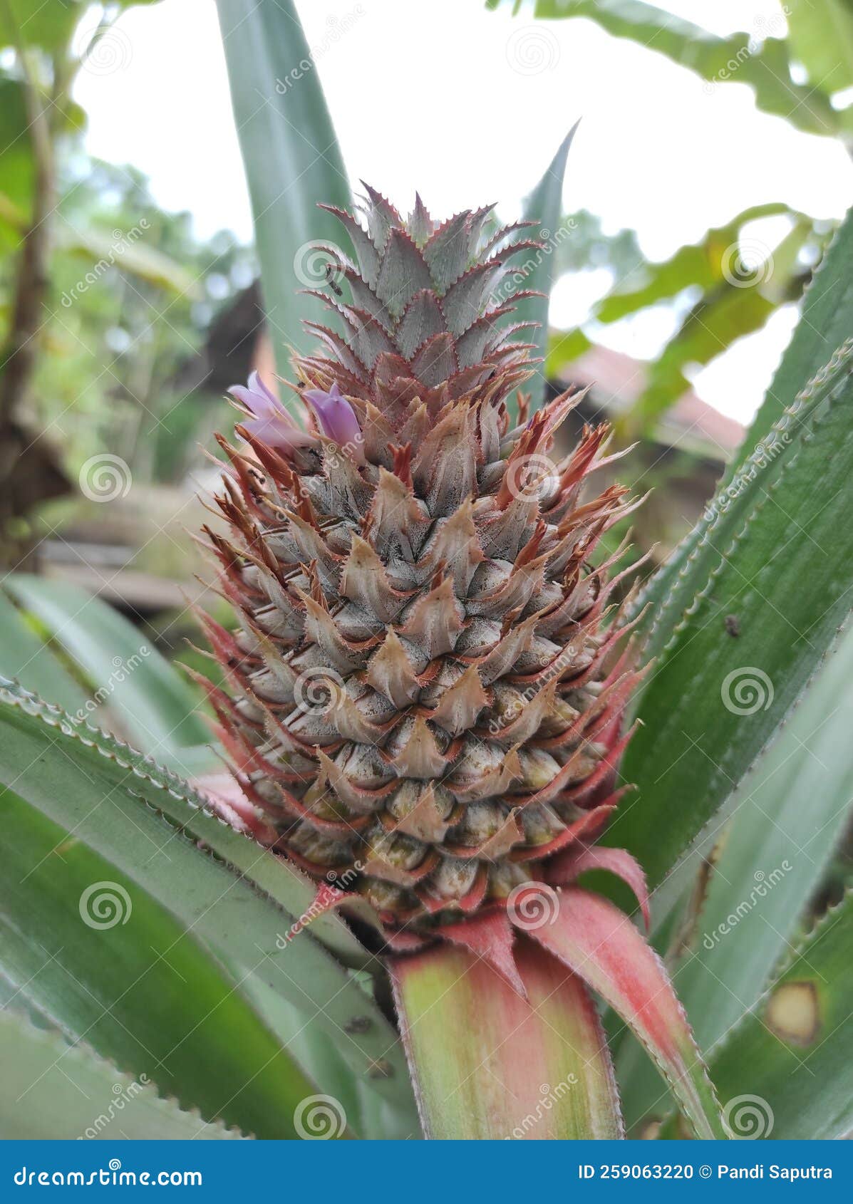 Pineapple Mini in the House Stock Photo - Image of food, cactus: 259063220