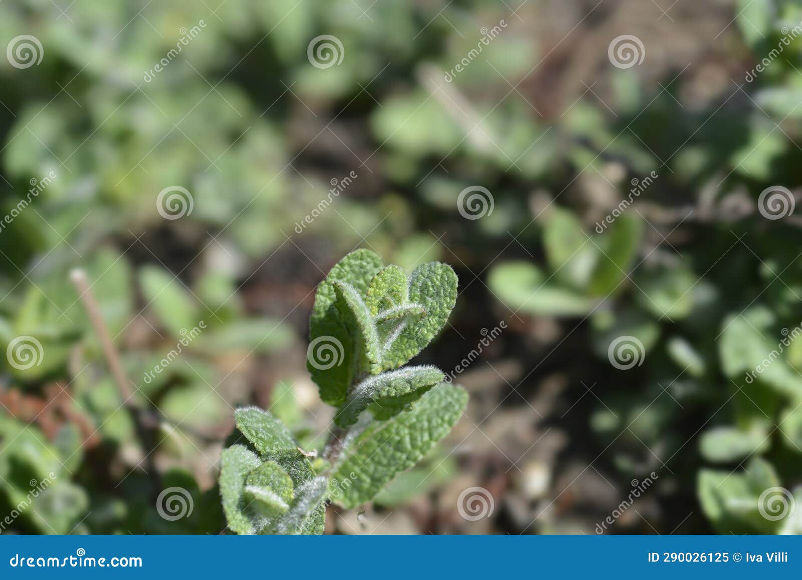 Pineapple mint stock image. Image of garden, roundleafed - 290026125