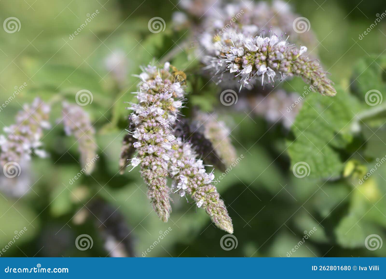 Pineapple mint stock photo. Image of nature, mentha - 262801680