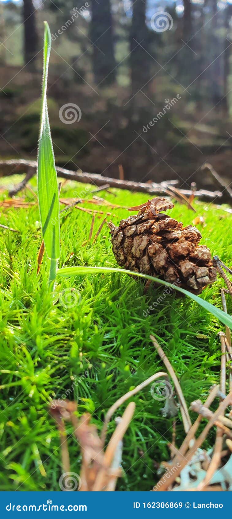 Pineapple Pine on Grass in Nature Stock Image - Image of closeup ...