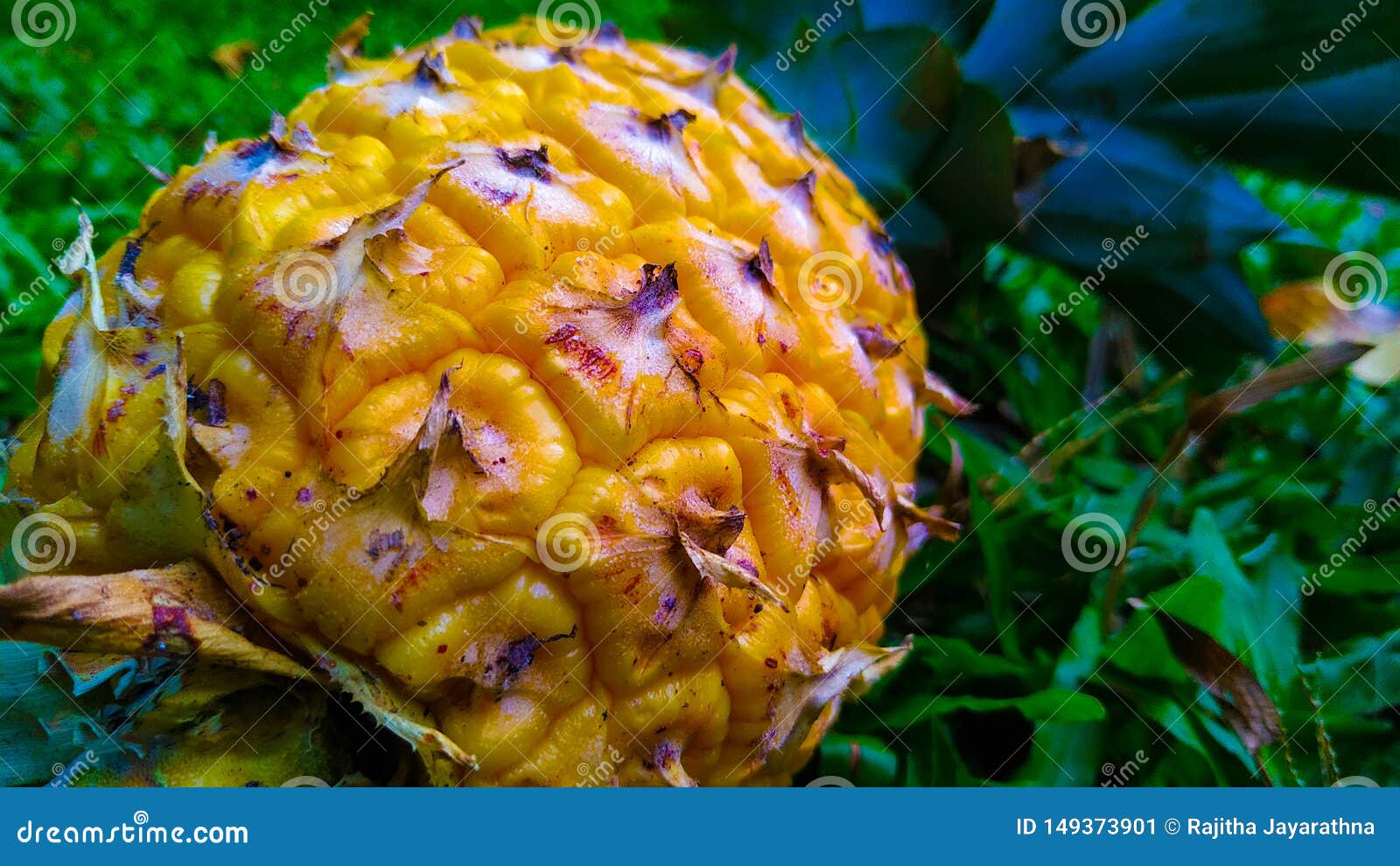 This is a pineapple stock image. Image of nagayalli - 149373901