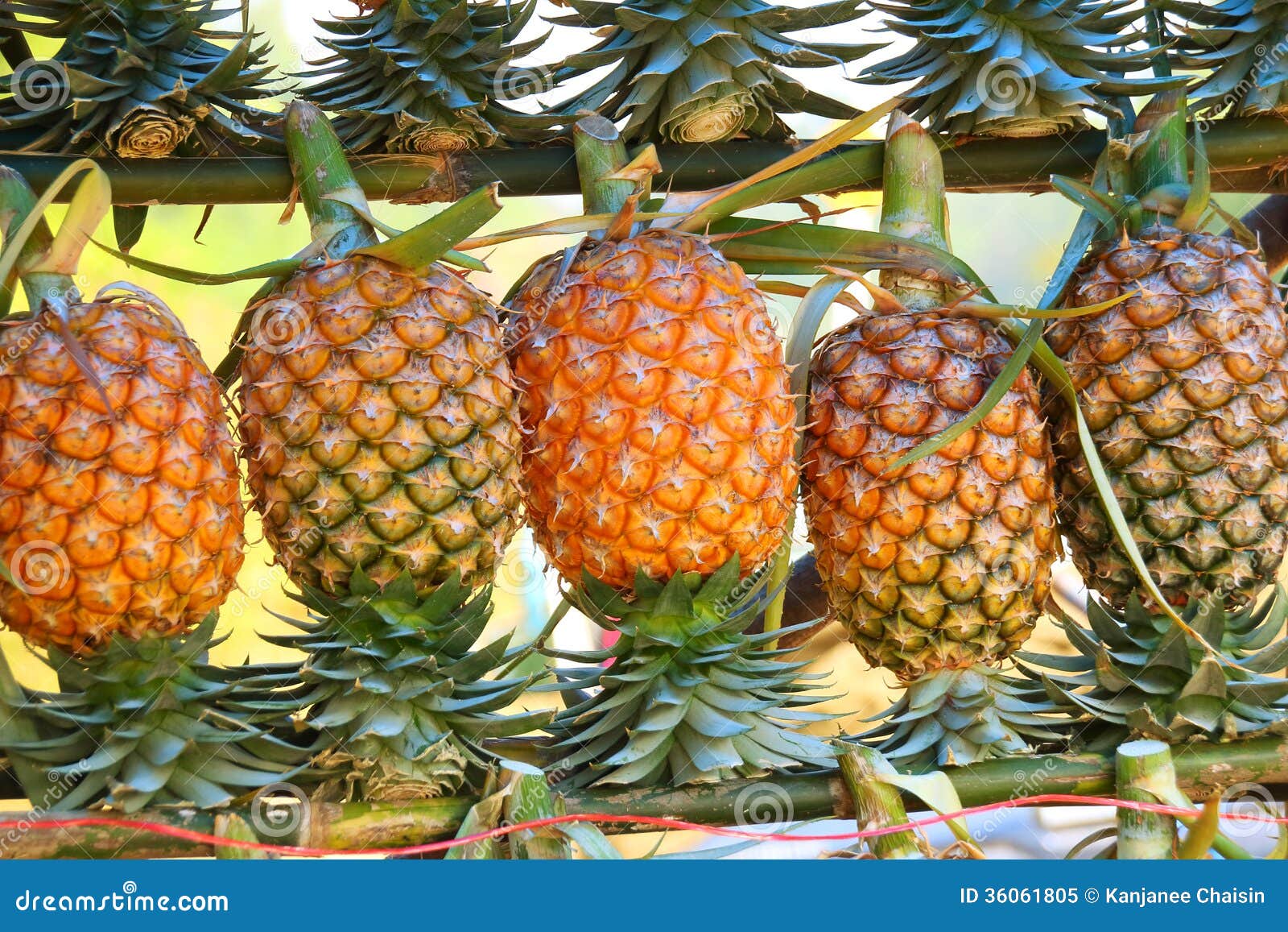 Pineapple stock image. Image of closeup, juicy, diet - 36061805