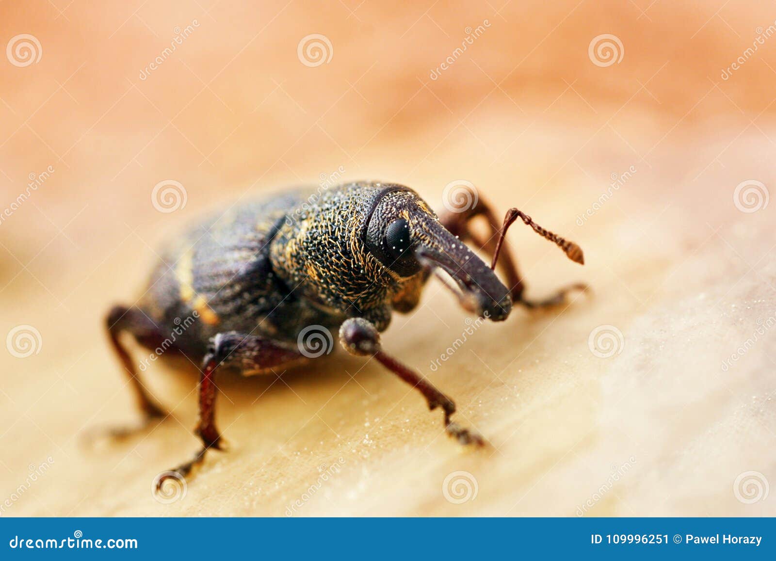 Pineapple Pissodes pini stock image. Image of black - 109996251