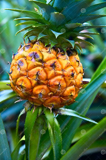 Pineapple plant stock photo. Image of farm, harvesting - 10813300