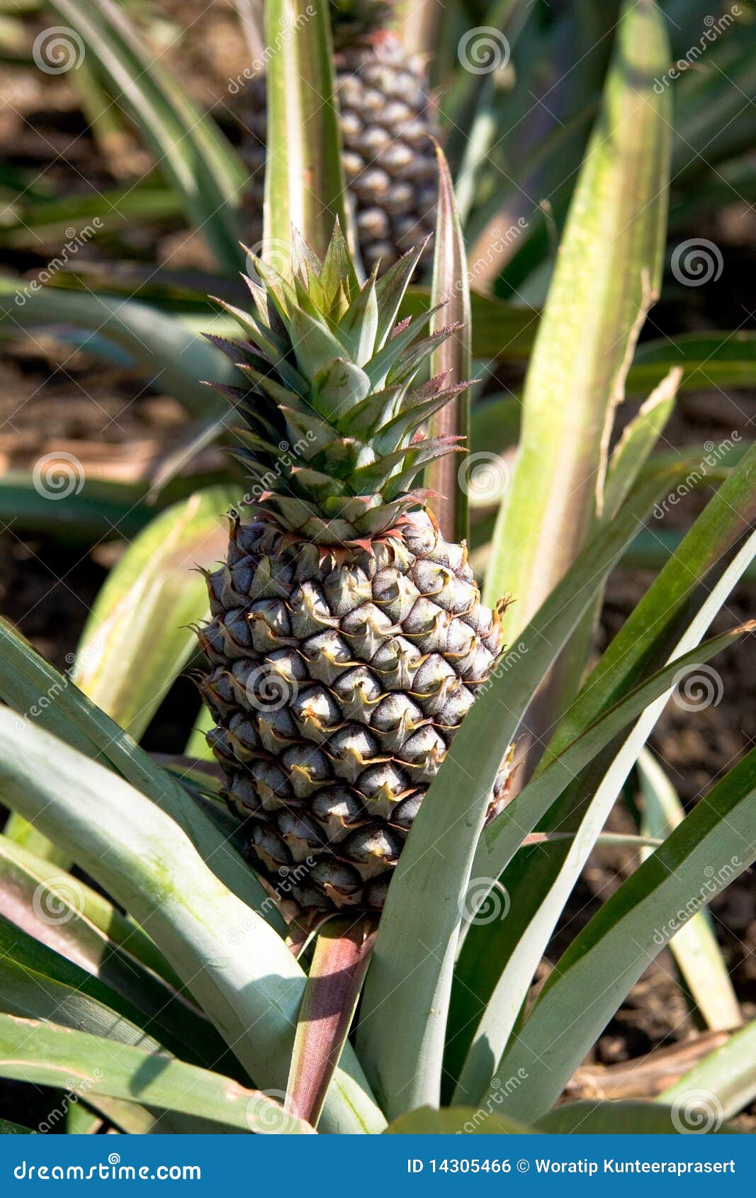 Pineapple plant stock photo. Image of farming, farm, plantation - 14305466