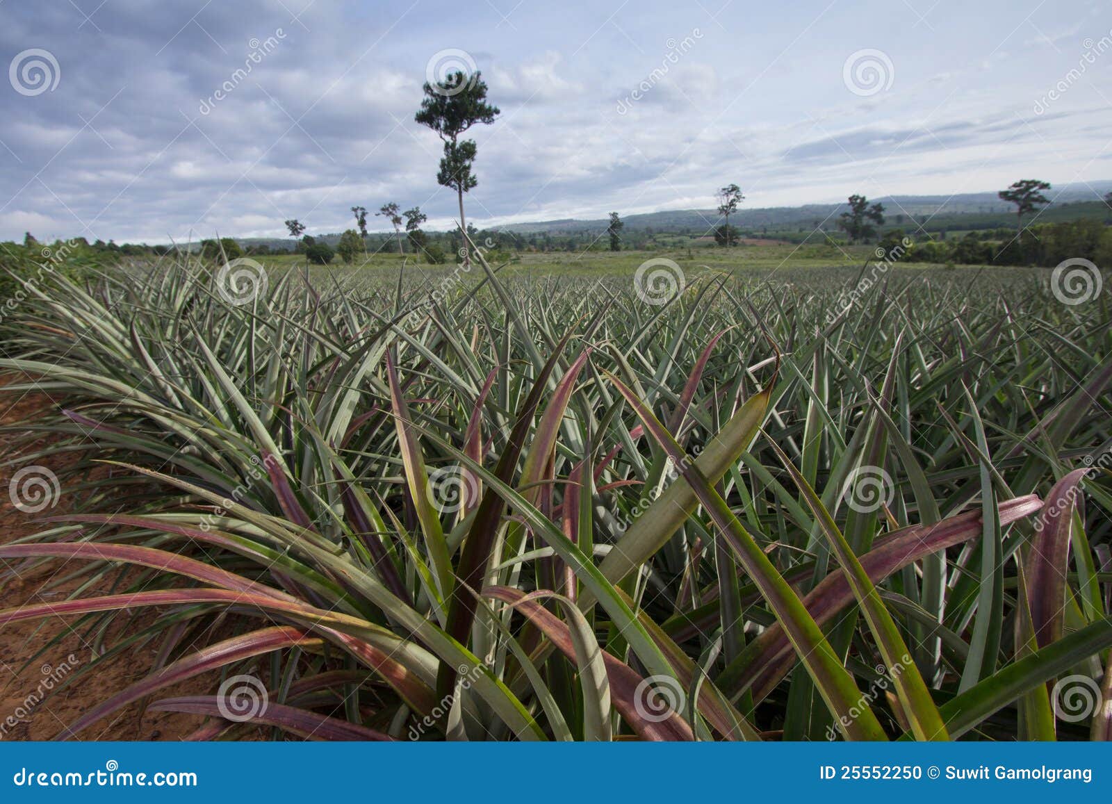 Pineapple Plant stock photo. Image of nature, farm, clear - 25552250