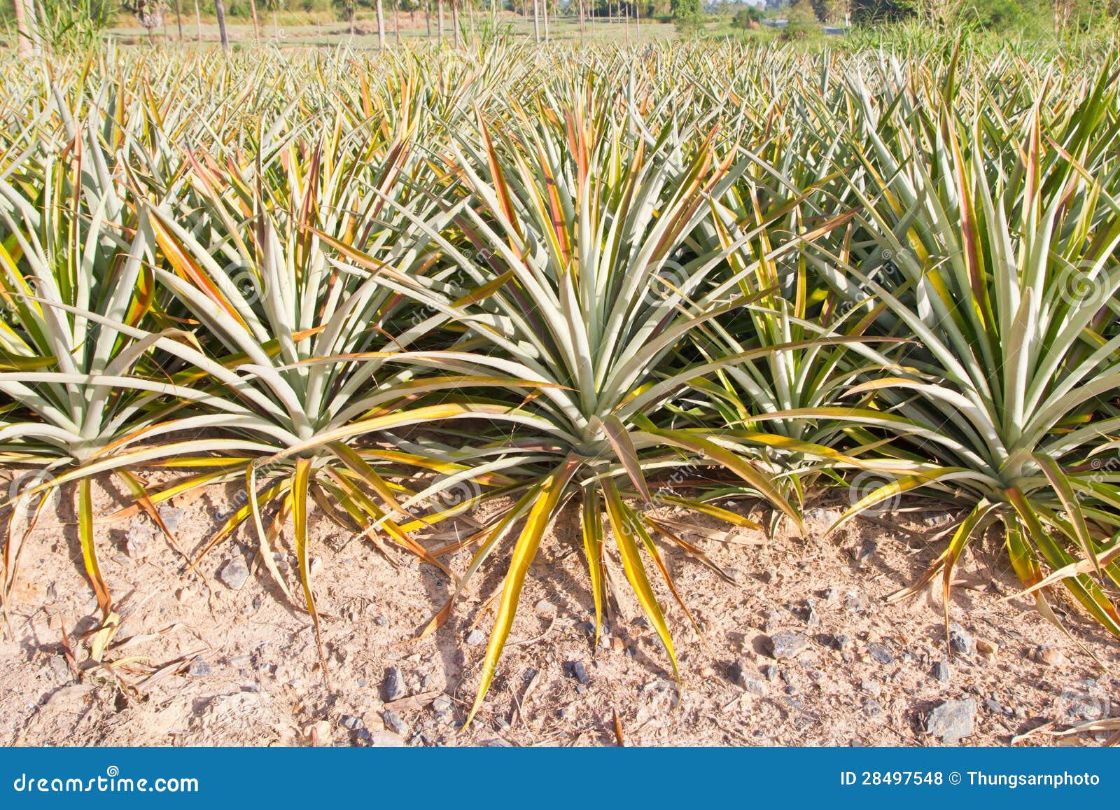 Pineapple plant farm stock photo. Image of field, leaf - 28497548