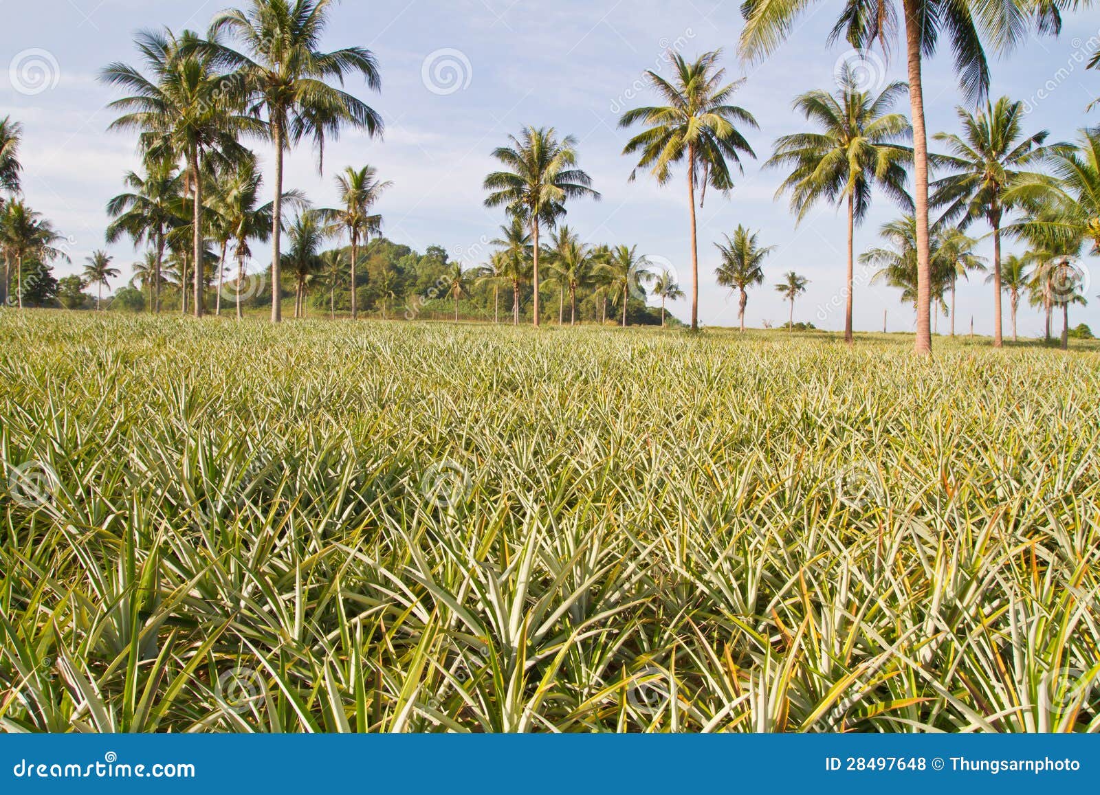 Pineapple plant farm stock photo. Image of nutrition - 28497648