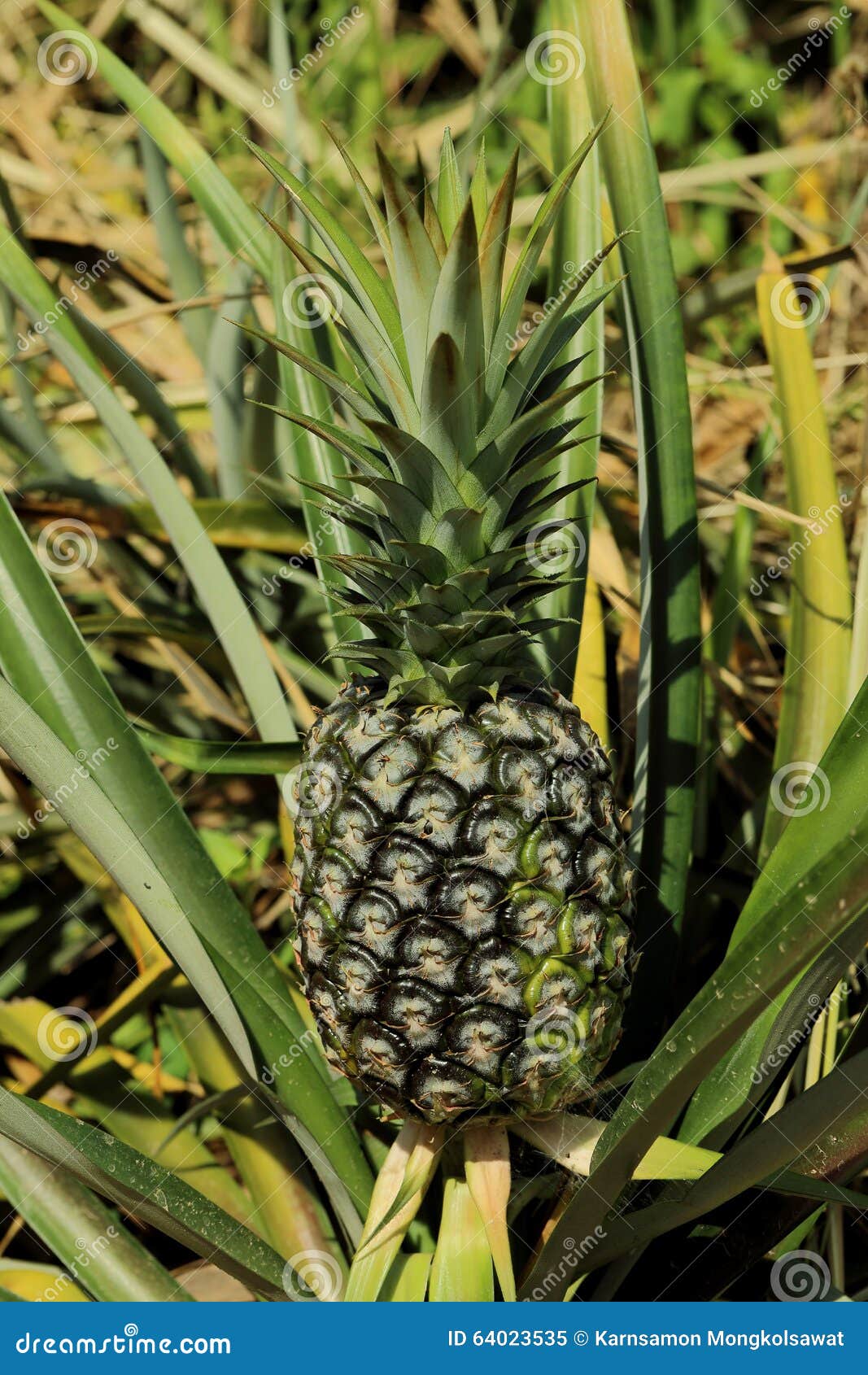 Pineapple on the Plant in Farm, Tropical Fruit in Nature Stock Image ...