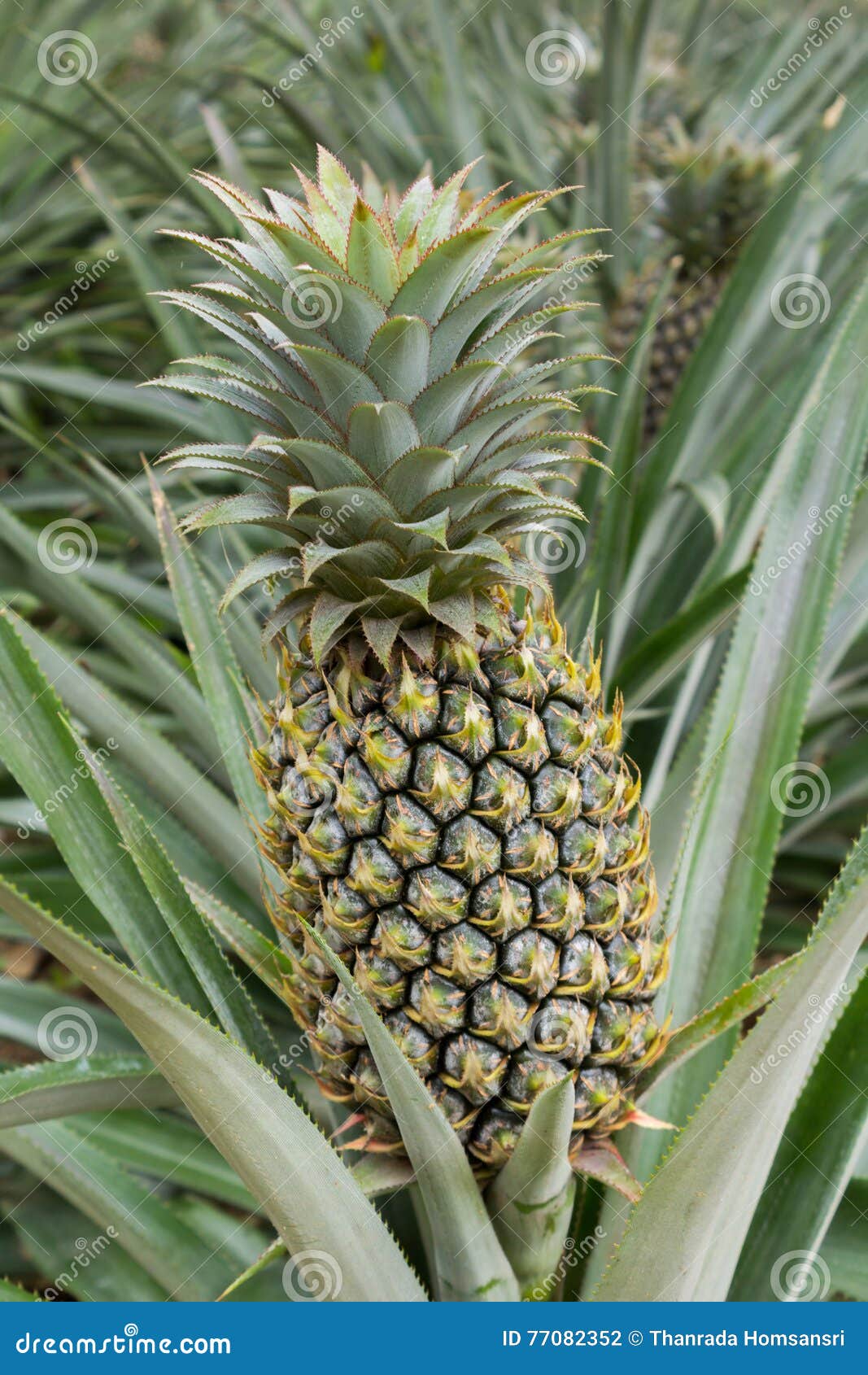 Pineapple plant field stock photo. Image of plantation - 77082352