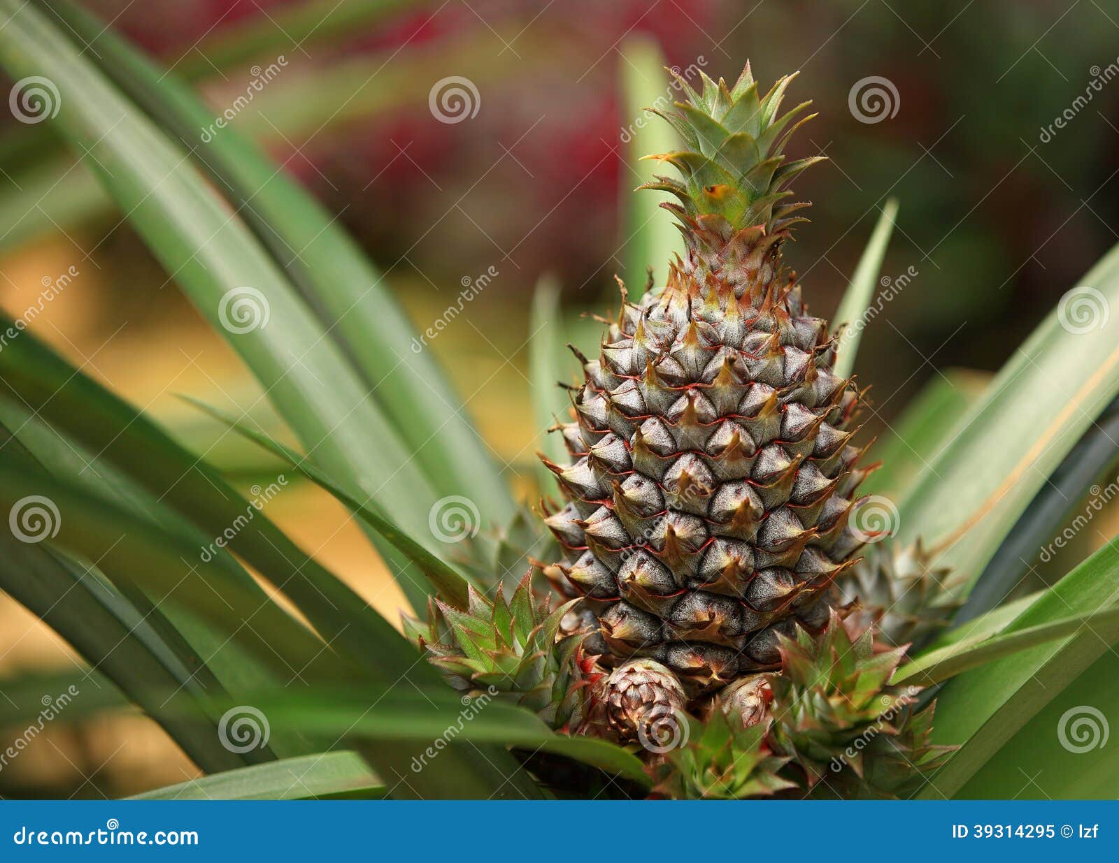 Pineapple plant stock image. Image of plant, land, sharp - 39314295