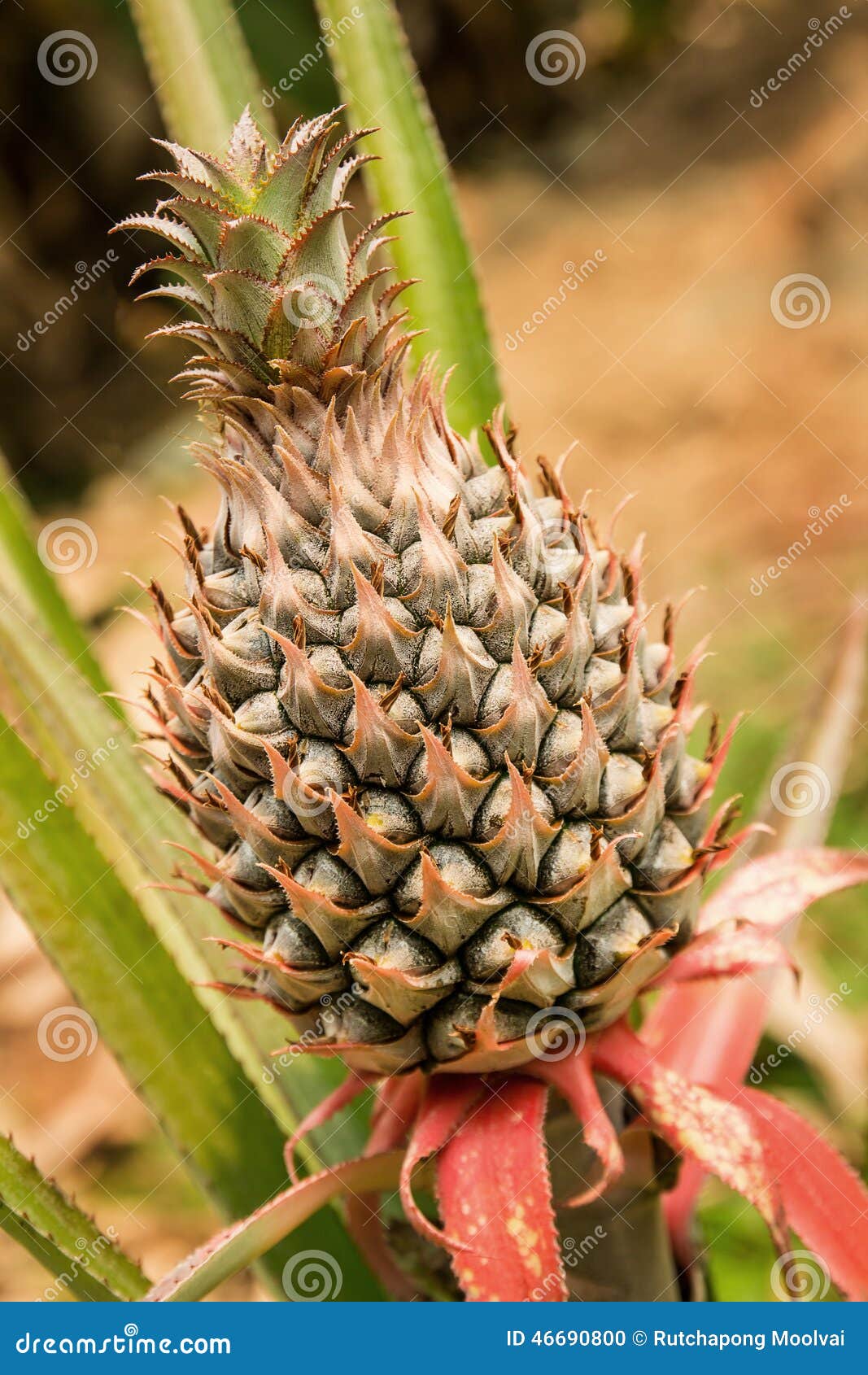 Pineapple on the plant stock photo. Image of pineapple - 46690800