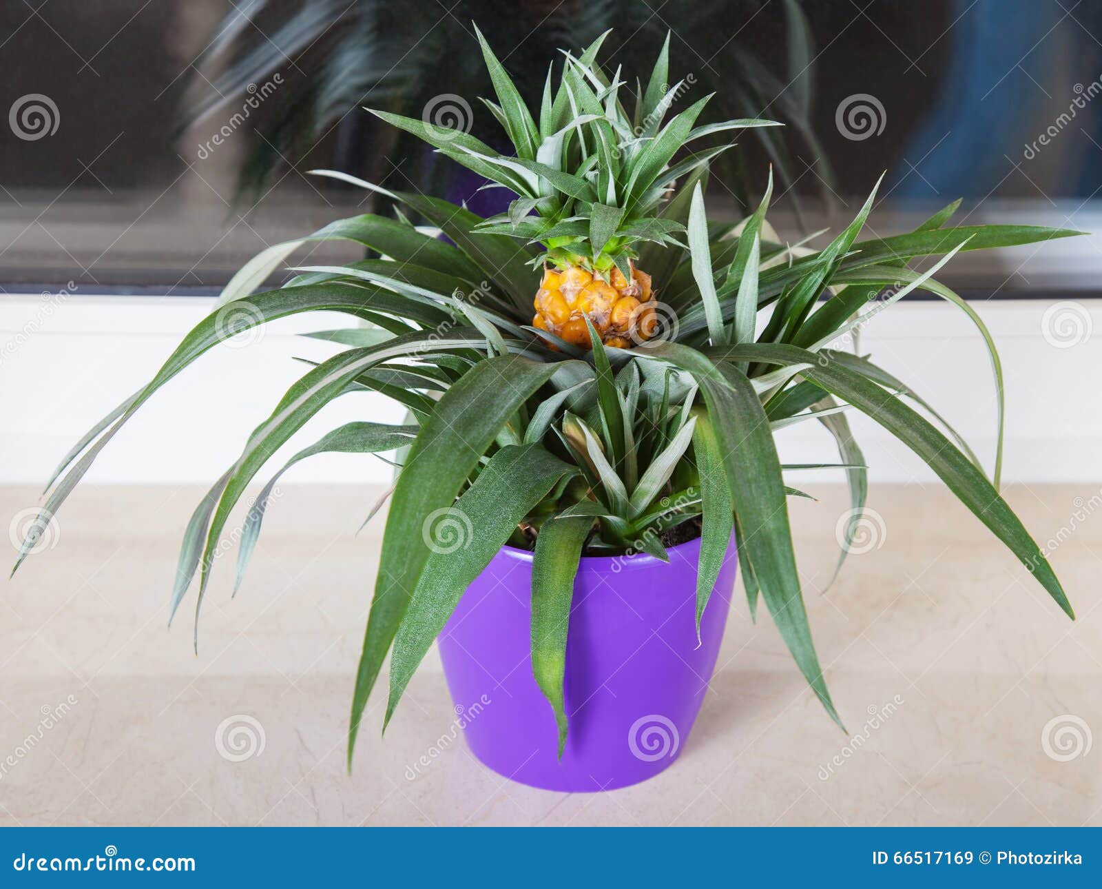 Pineapple Plant Grown in Pot Stock Image - Image of hobbies, houseplant ...