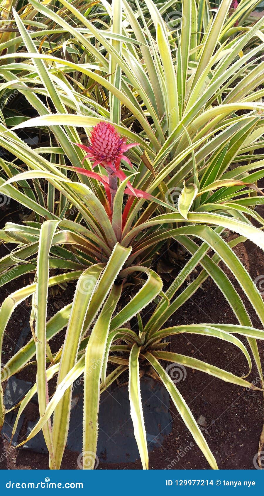 Spike stock photo. Image of spike, hawaii, pineapple - 129977214