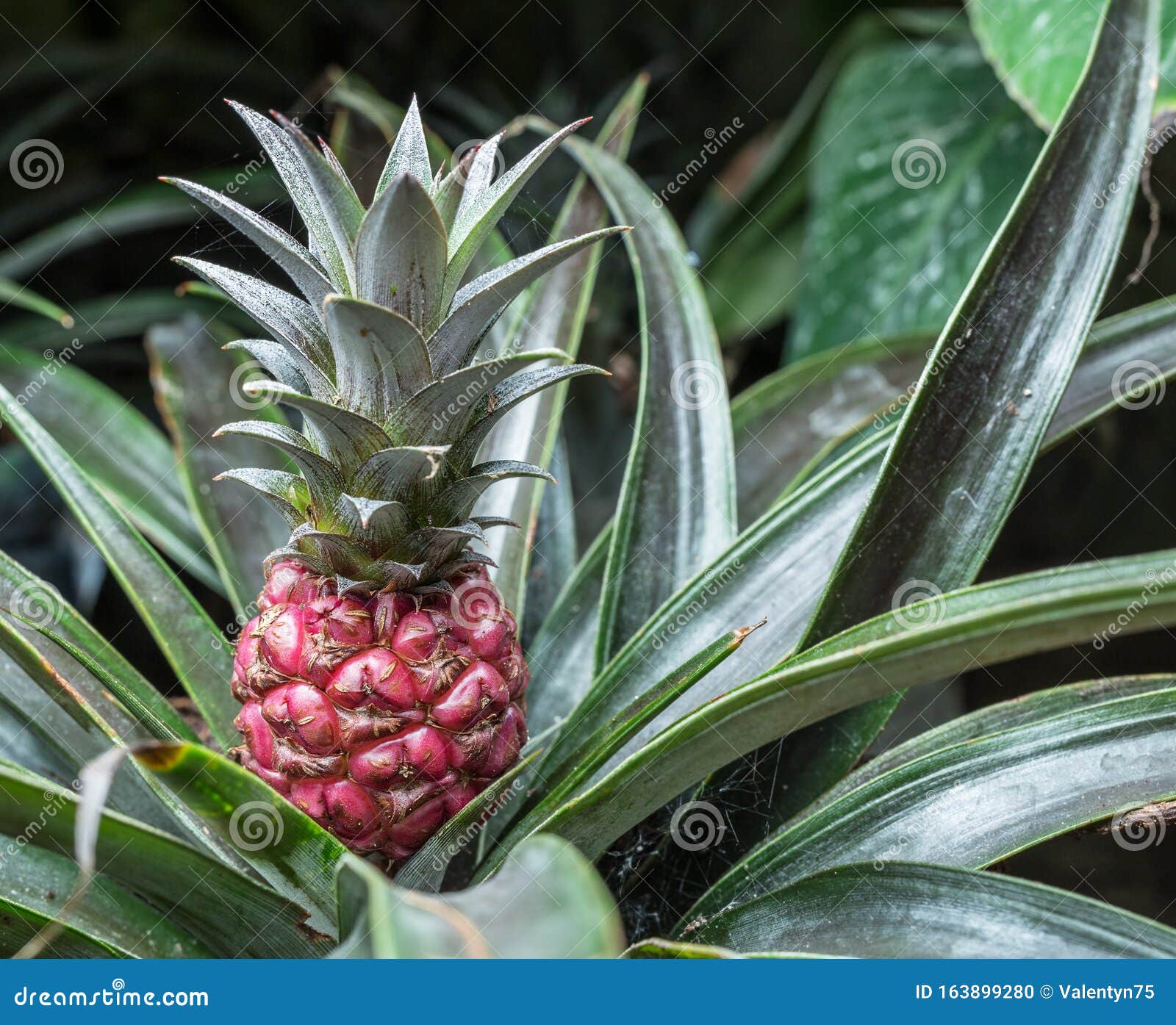 Pineapple Bush Stock Photos - Download 492 Royalty Free Photos