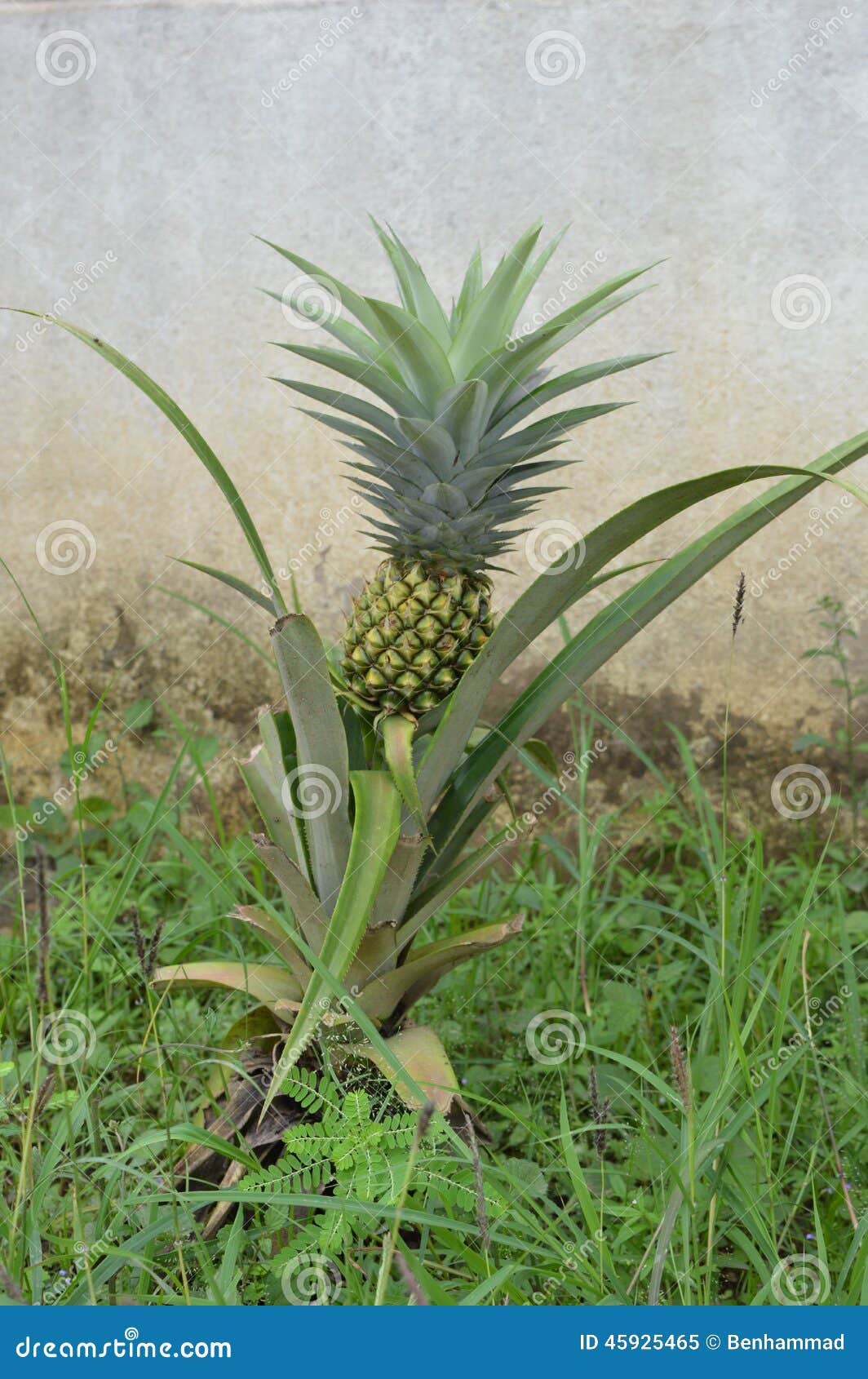 Pineapple plant stock image. Image of garden, growing - 45925465