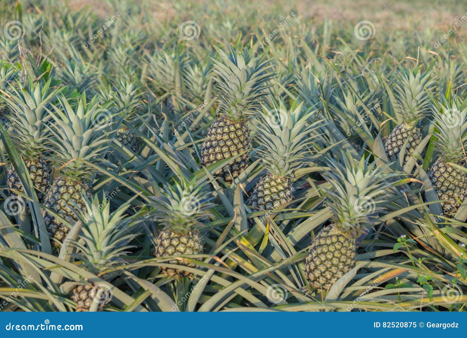 Pineapple Plant, Tropical Fruit Growing in a Farm Stock Image - Image ...