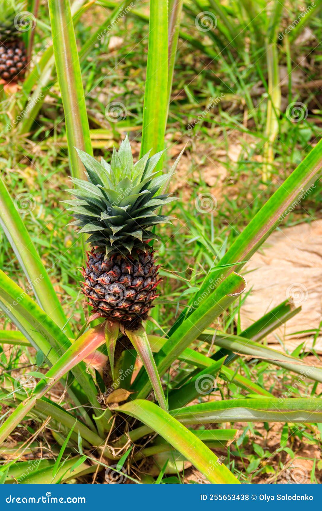 Pineapple Plant with Unripe Fruit Growing in Garden Stock Photo - Image ...