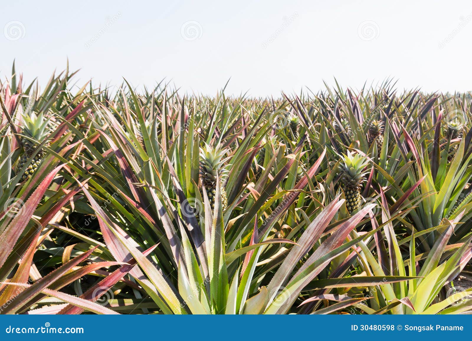 Pineapple plant stock photo. Image of dessert, healthy - 30480598
